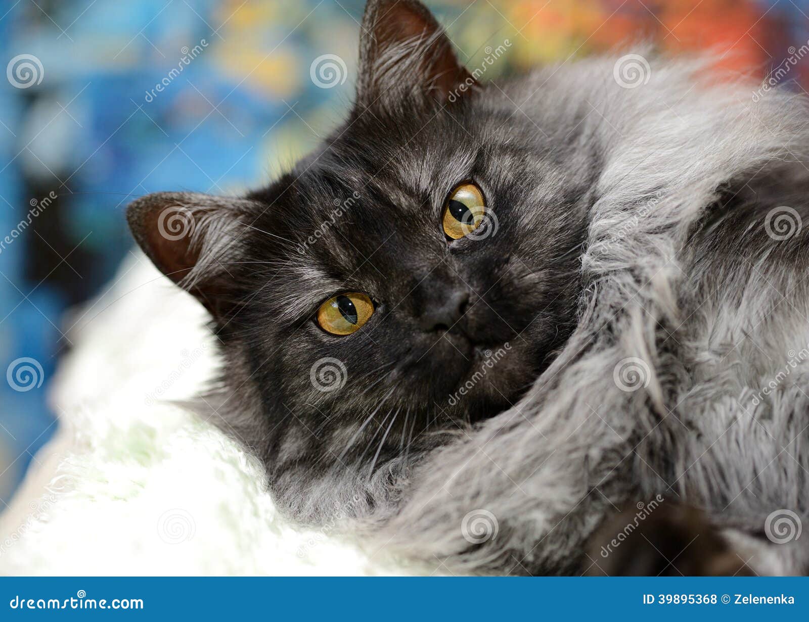 Funny Cat On Colorful Background Stock Photo - Image of friendship ...
