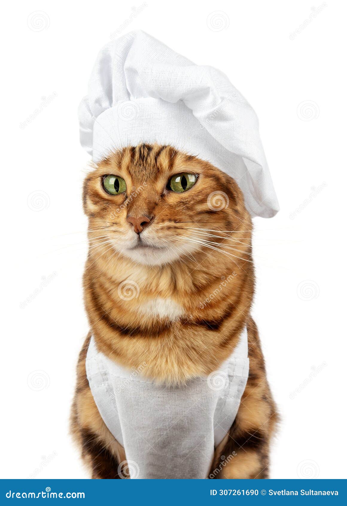 Funny Cat - a Cook in a White Cap and Apron Stock Photo - Image of ...