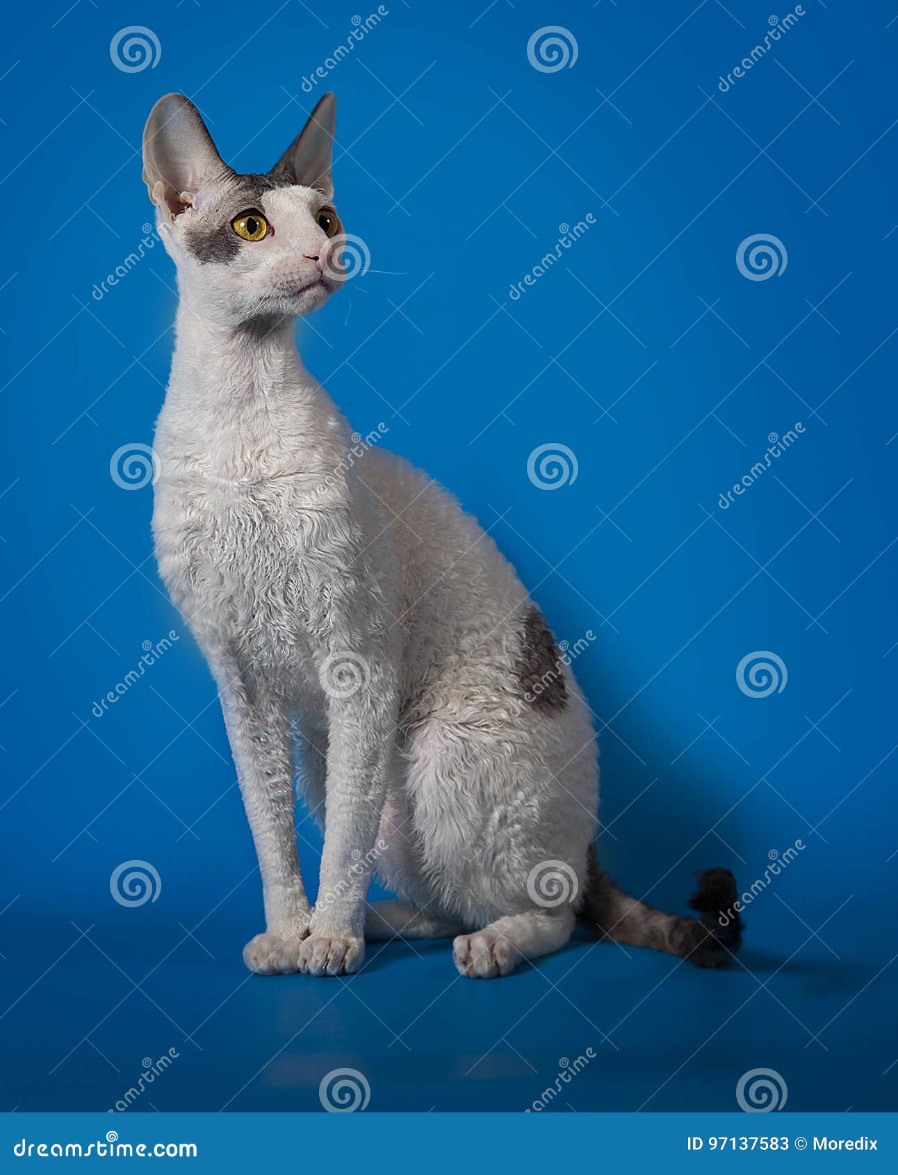 Funny Cat Cornish Rex Posing And Shows Tongue Royalty-Free Stock Image ...