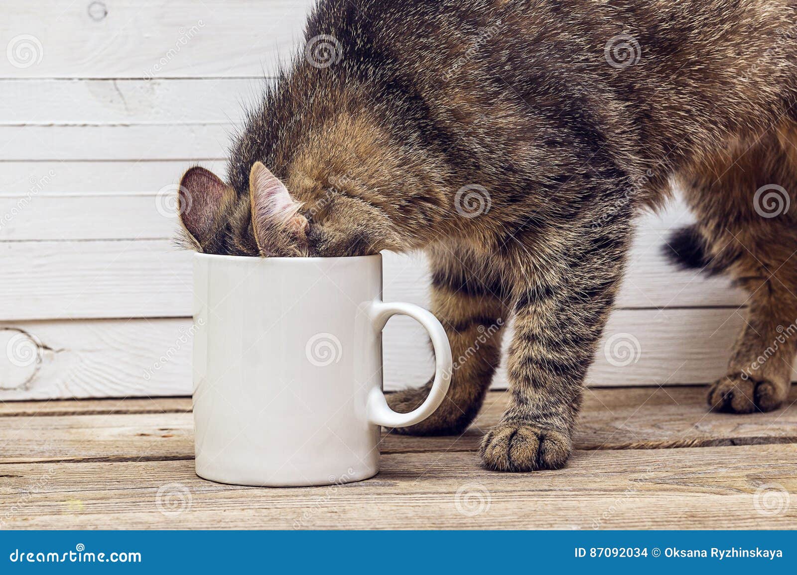 Funny Cat Crawled into a White Coffee Mug. Stock Photo - Image of blank ...