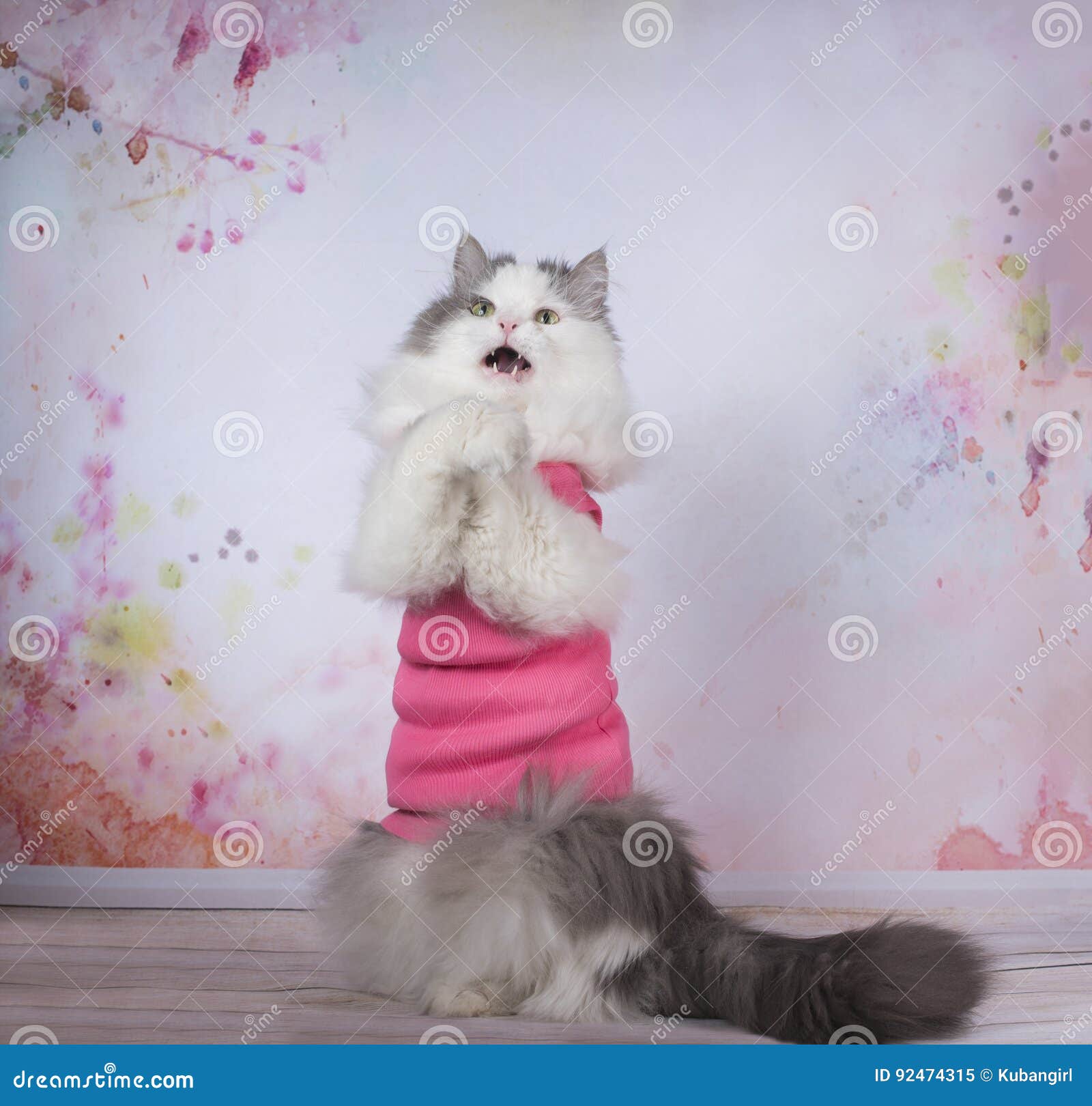 Funny Cat Doing Yoga Exercises Stock Image - Image of funny, animal ...