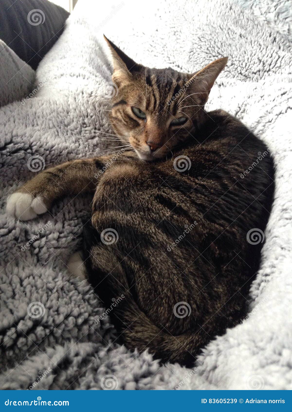 Funny cat face stock image. Image of funny, laying, face - 83605239