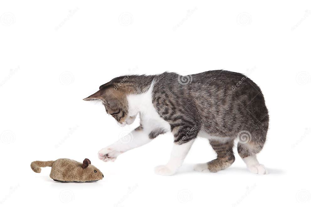 Funny Cat and Fake Mouse stock image. Image of kitty - 11002523
