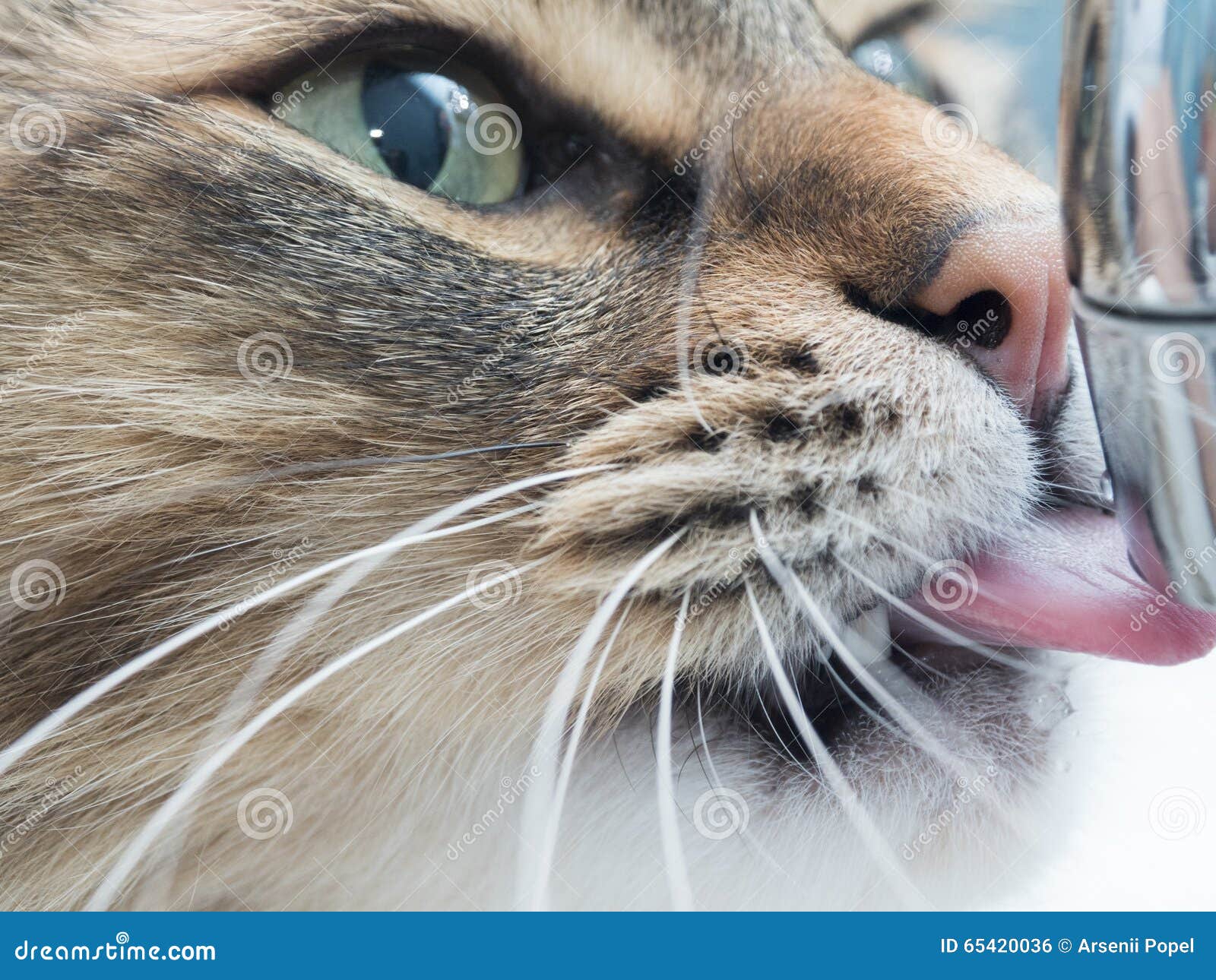 Funny Cat with Fangs Drinking Water in the Bathroom Stock Photo - Image ...