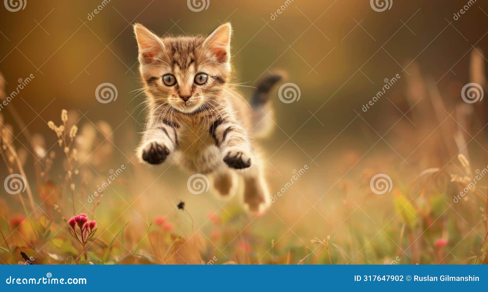 Funny Cat Flying in the Air in Autumn Stock Photo - Image of kitten ...
