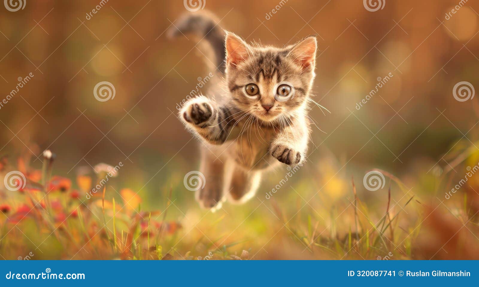 Funny Cat Flying in the Air in Autumn Stock Image - Image of adorable ...