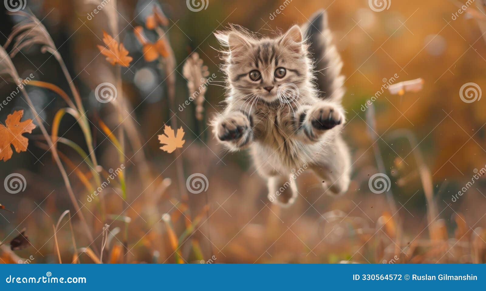 Funny Cat Flying in the Air in Autumn Stock Photo - Image of yellow ...