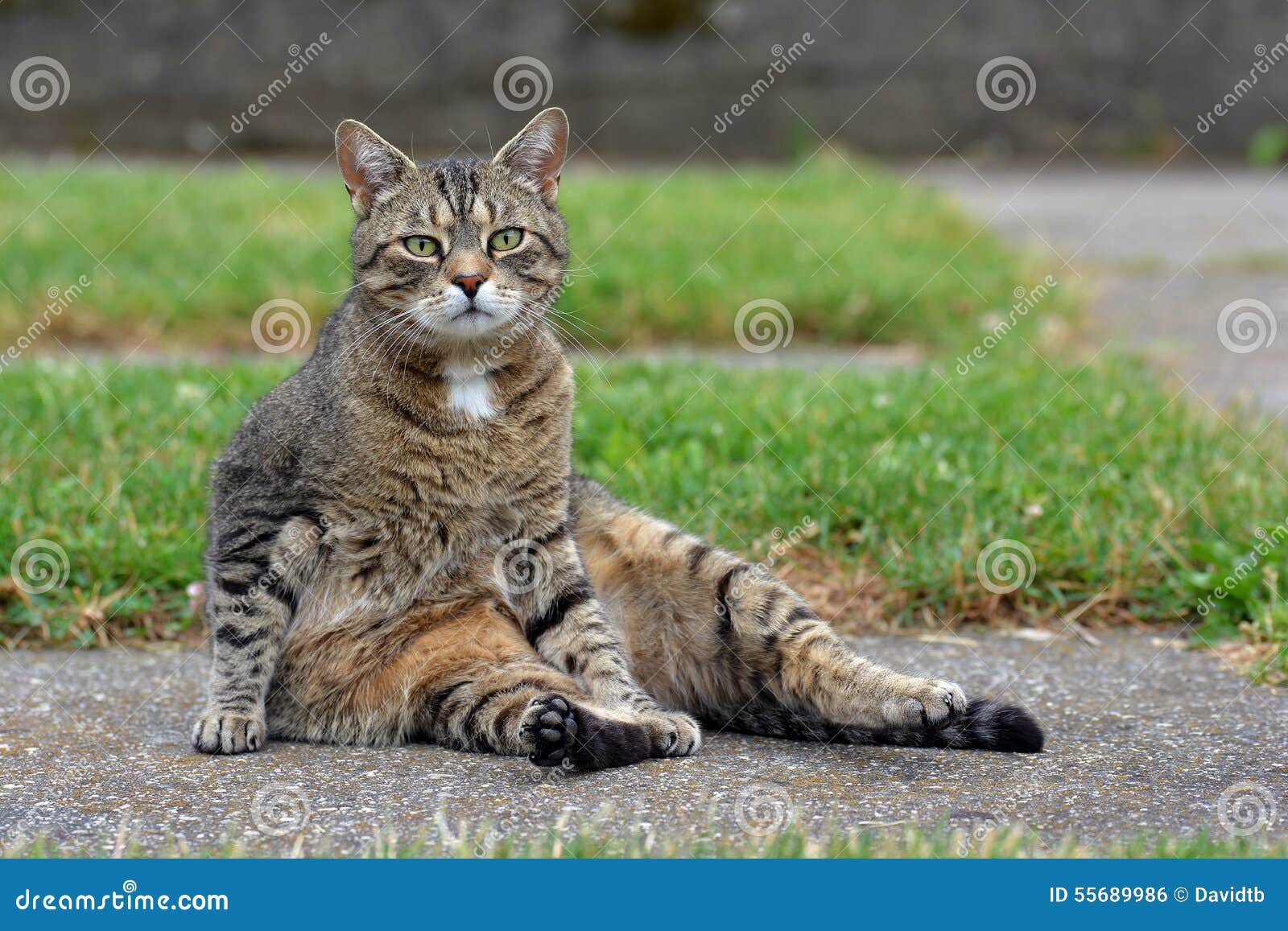 Funny cat in the garden stock photo. Image of animal - 55689986