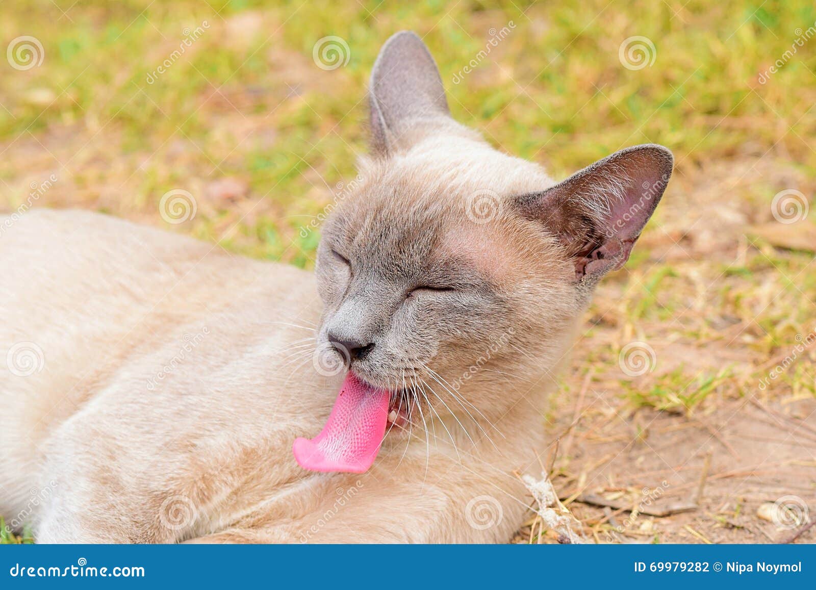 Funny cat stock photo. Image of lovely, funny, cute, nature - 69979282