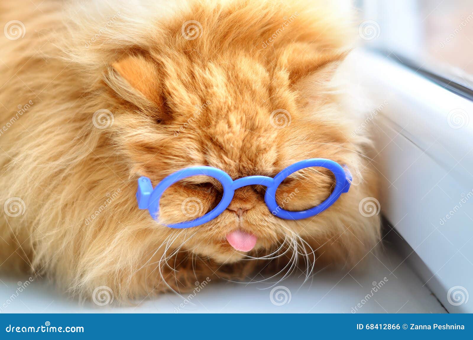 Funny cat with glasses stock photo. Image of kitty, purr - 68412866