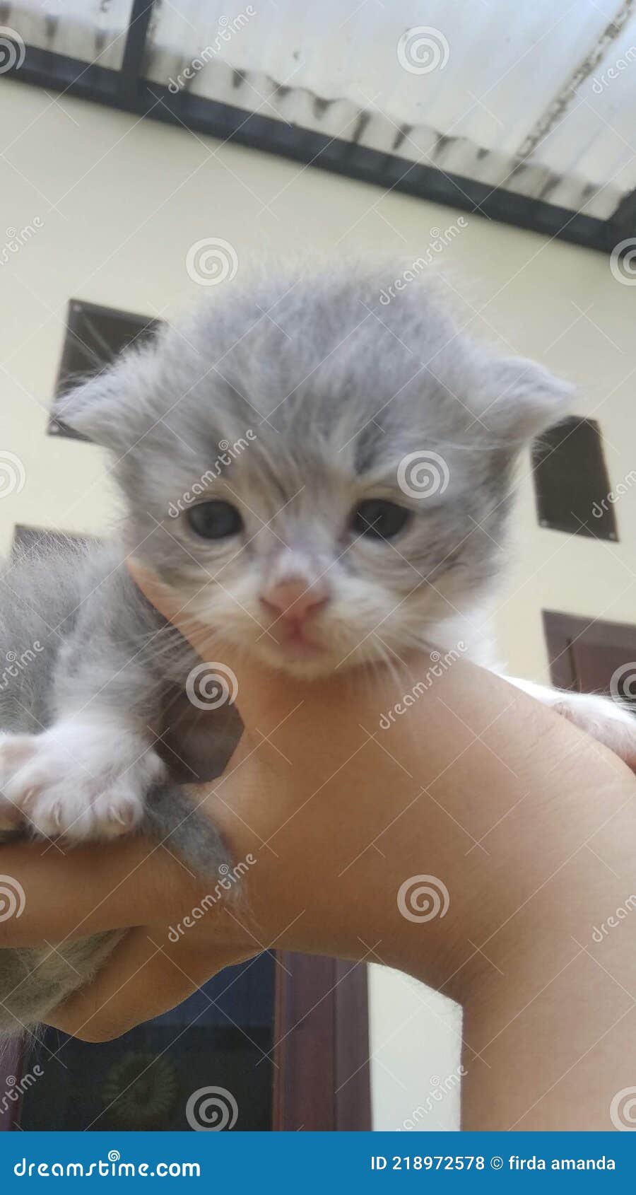 Funny Cat Grey Kitten Kucing Stock Photo - Image of grey, kucing: 218972578