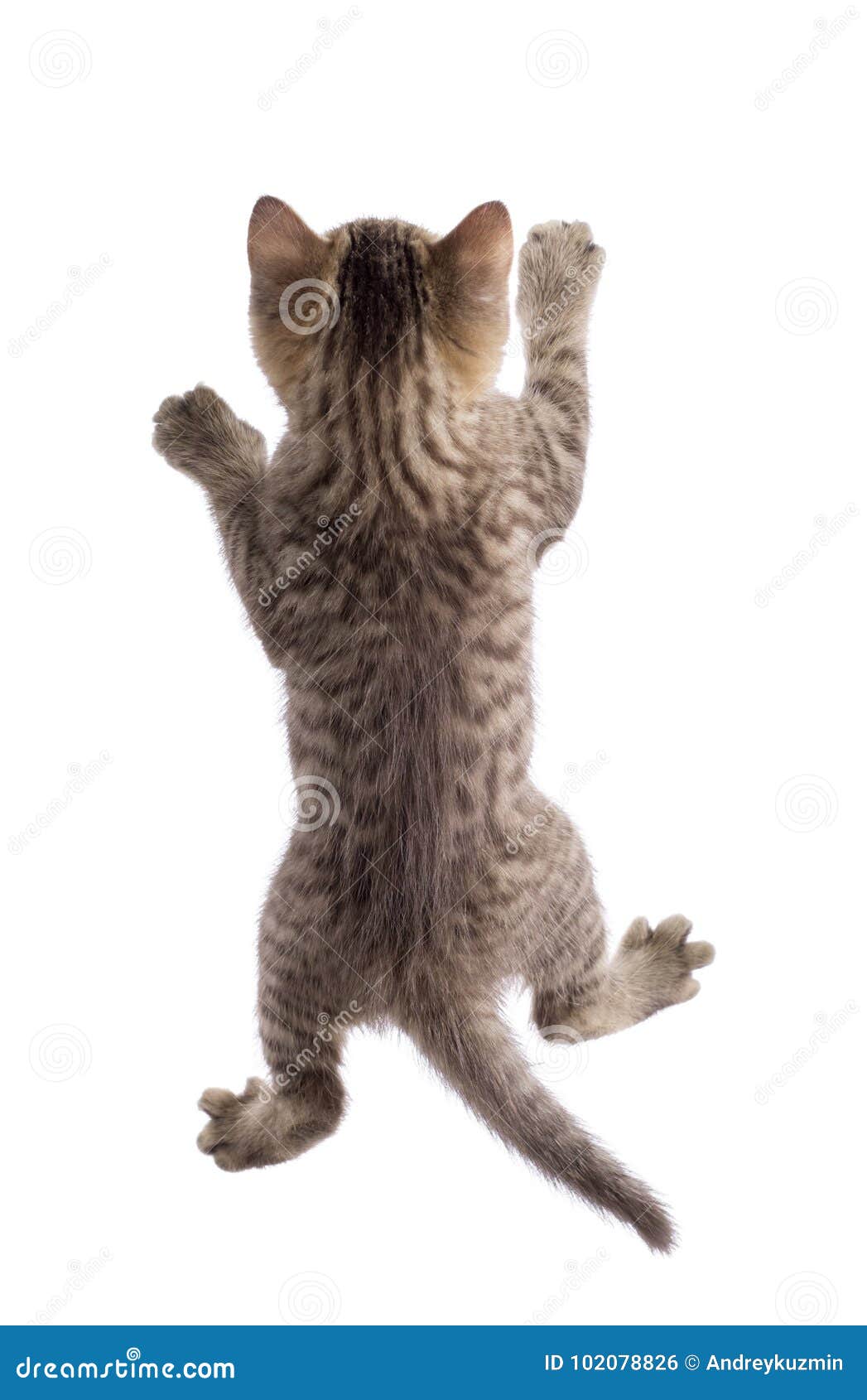 Funny Cat Hanging on White Background Stock Photo - Image of animal ...