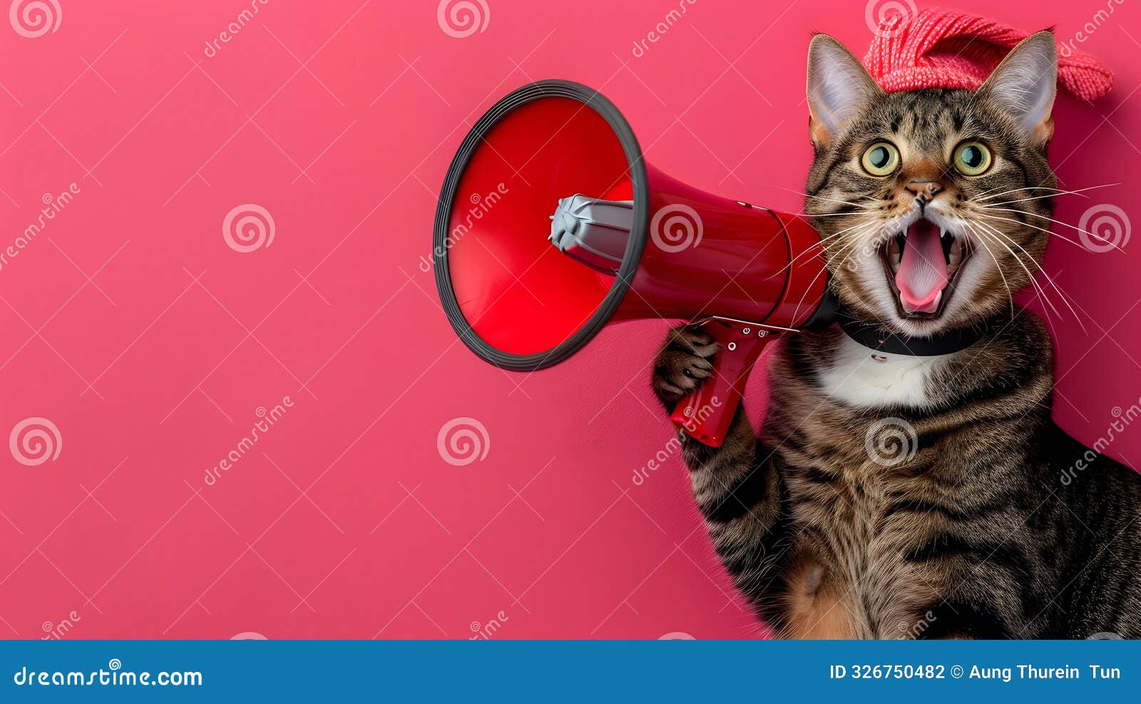 A Funny Cat Holding a Megaphone and Announcing with an Isolated ...