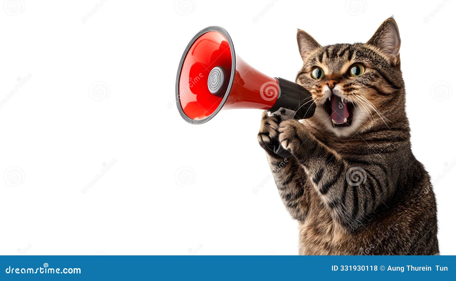 A Funny Cat Holding a Megaphone and Announcing with an Isolated ...