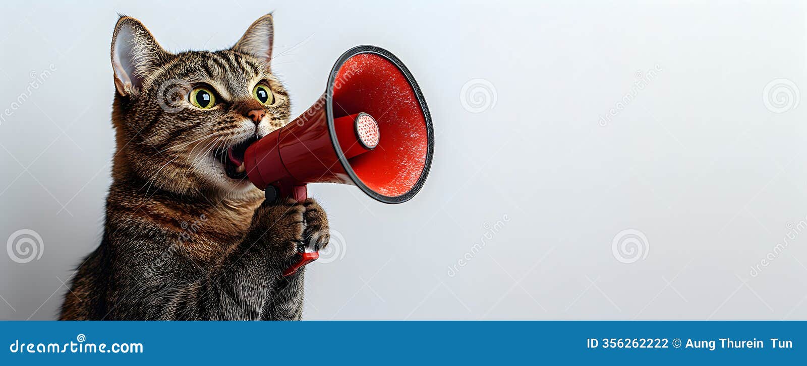 A Funny Cat Holding a Megaphone and Announcing with an Isolated ...