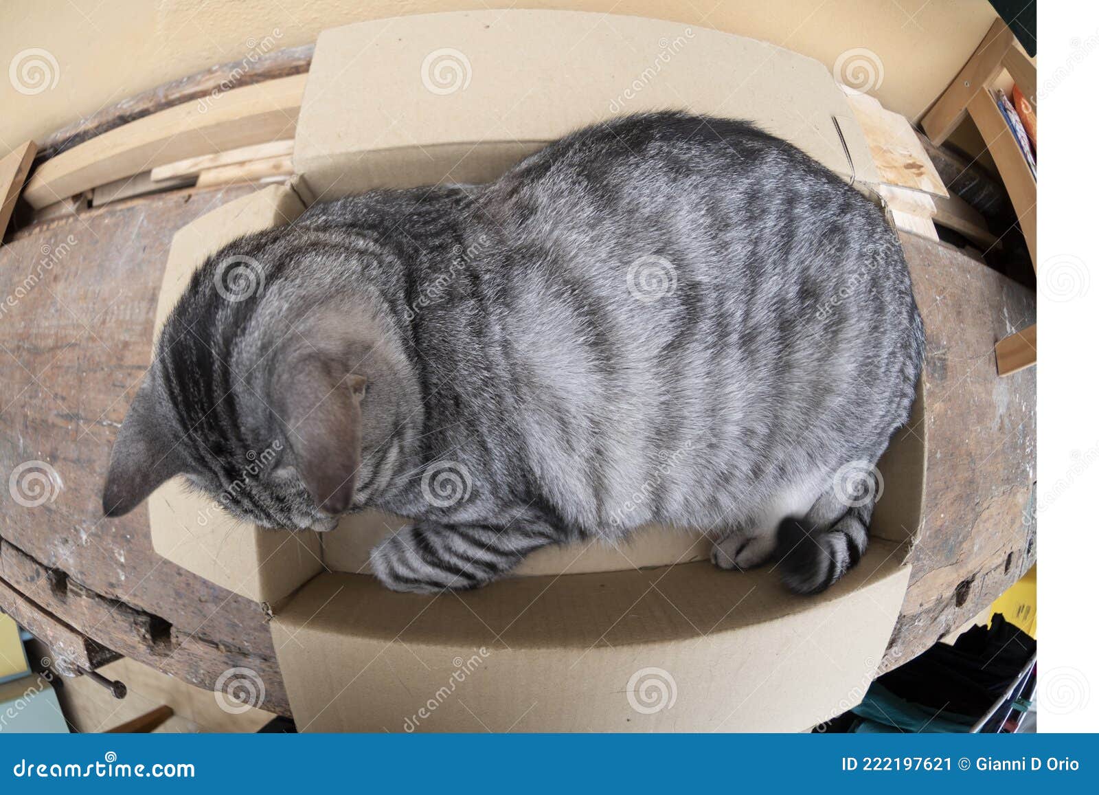 Funny Cat Inside a Cardboard Box Stock Image - Image of adorable ...