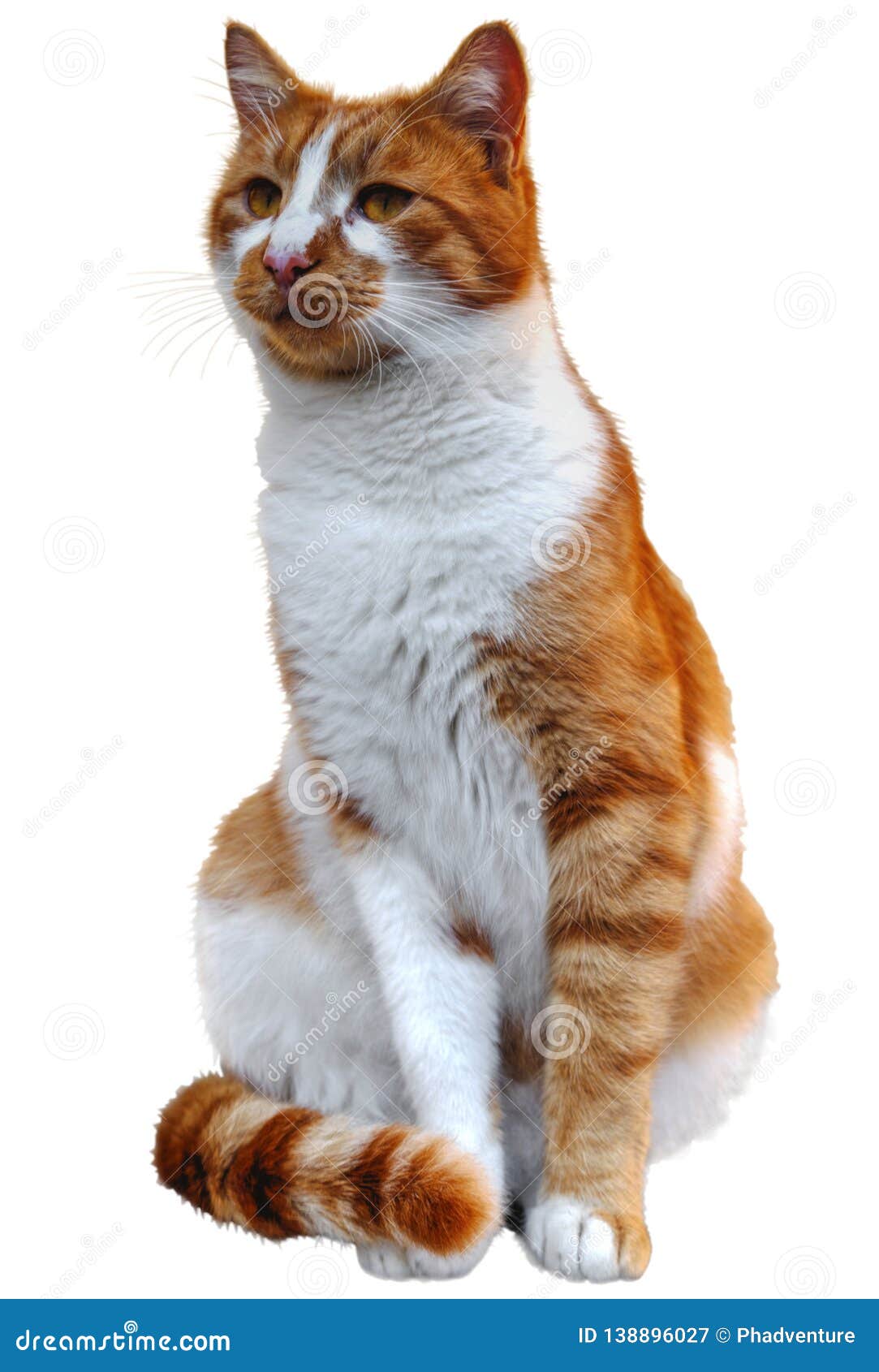 Funny Cat Isolated on White Background Stock Image - Image of healthy ...