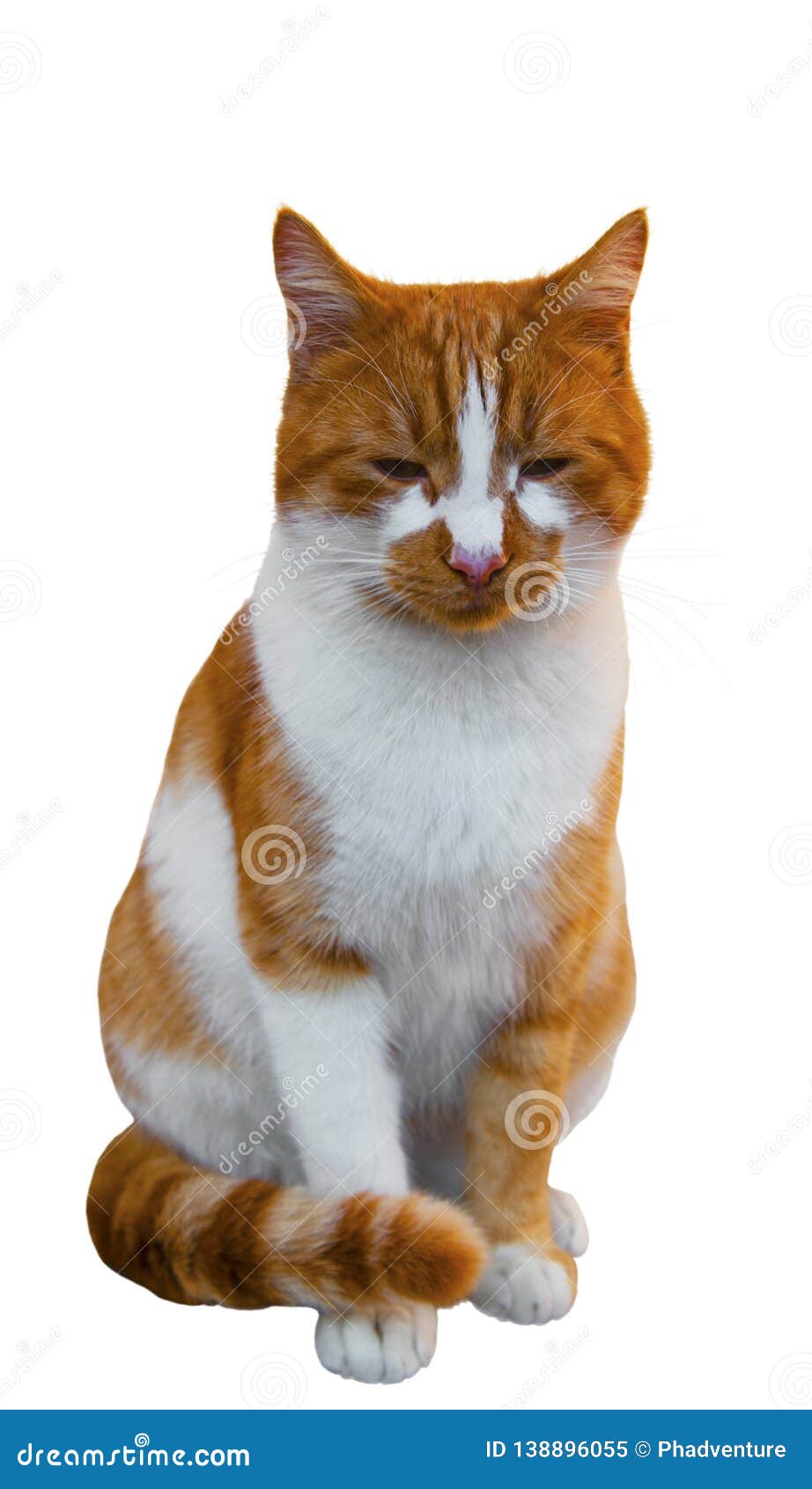 Funny Cat Isolated on White Background Stock Image - Image of brown ...