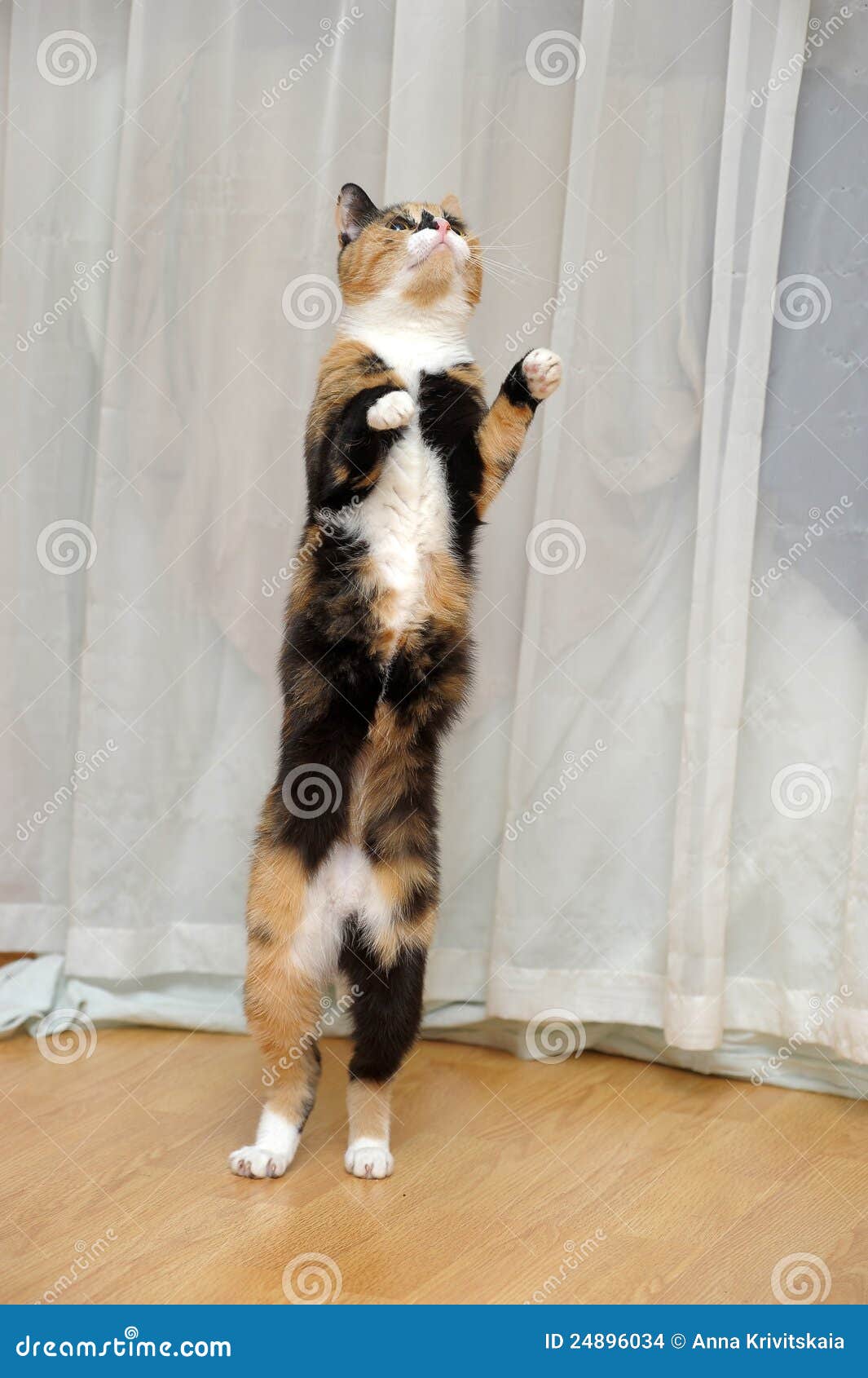 Funny cat jumping stock photo. Image of jump, gaze, jumping - 24896034