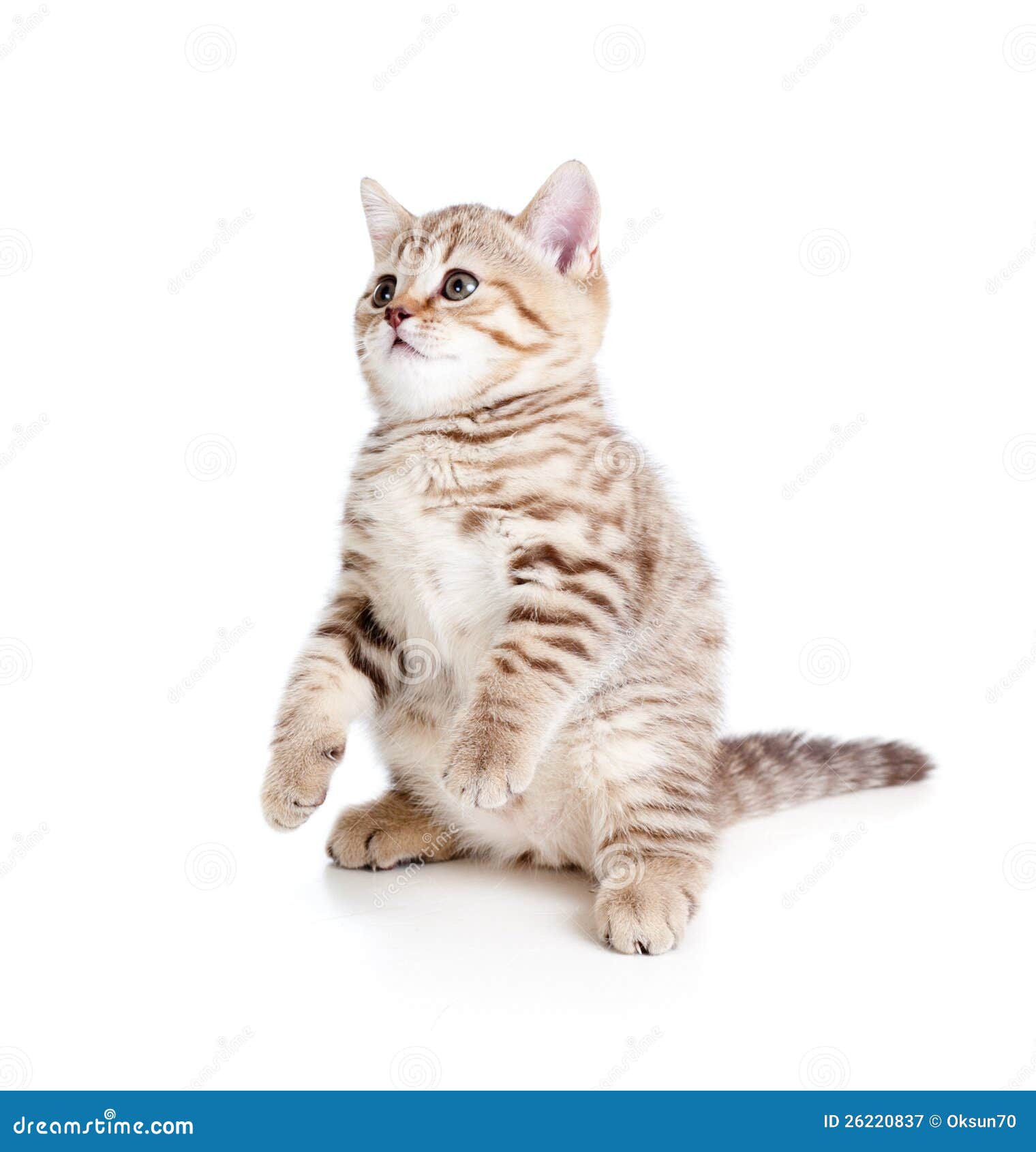 Funny Cat Kitten Standing on Hind Legs Stock Image - Image of domestic ...
