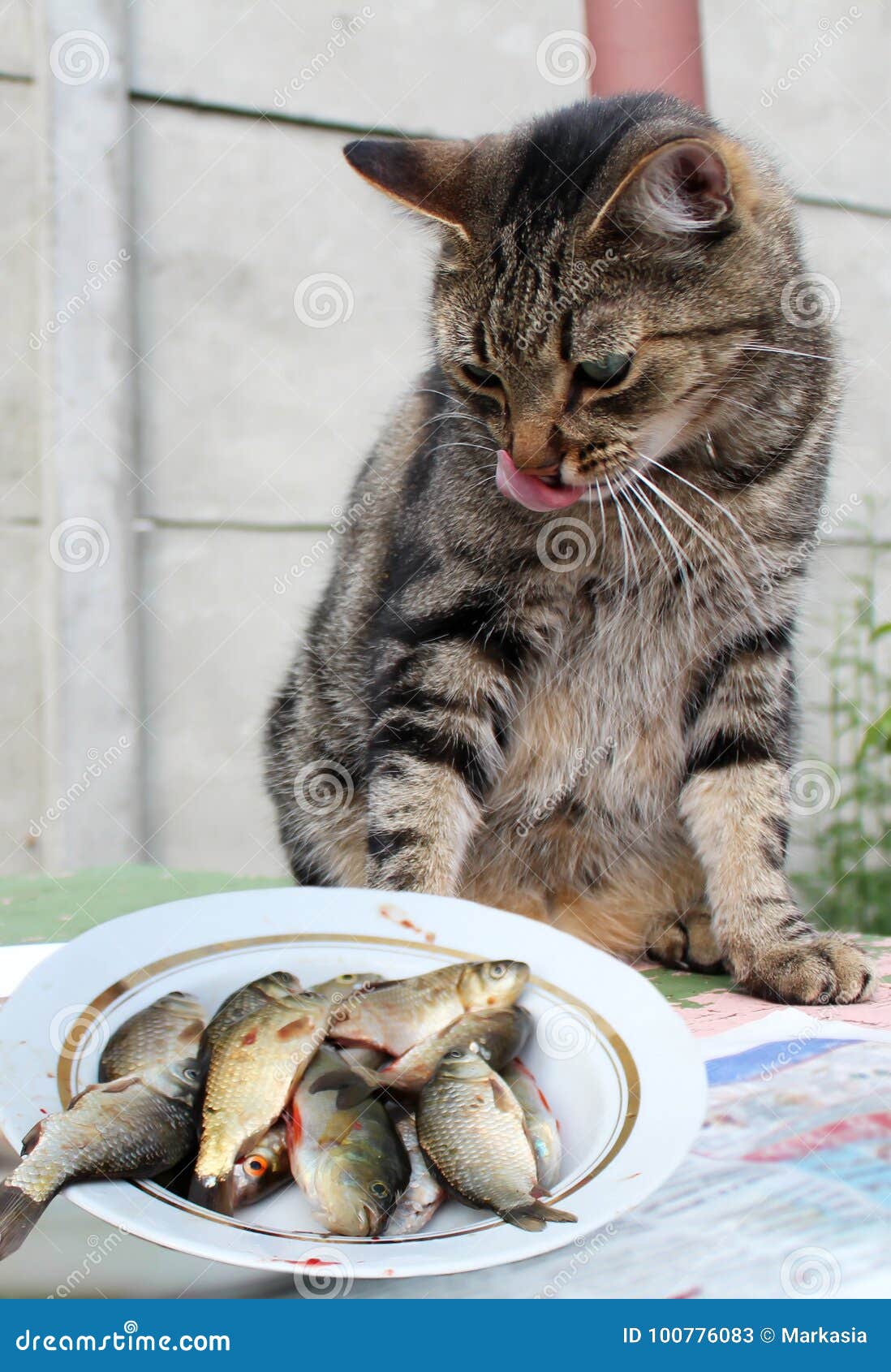 Funny Cat Looking at the Fish and Licking Stock Image - Image of wild ...