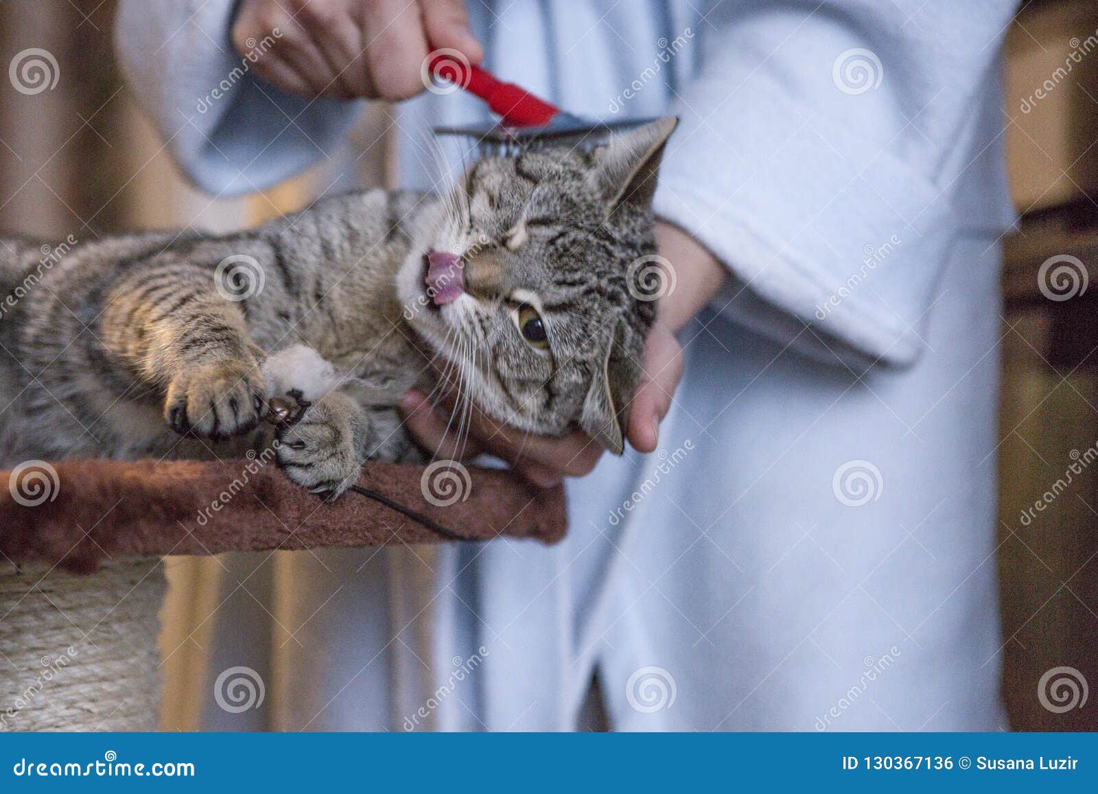 Funny Cat Looking To the Camera Stock Photo - Image of giro, camera ...