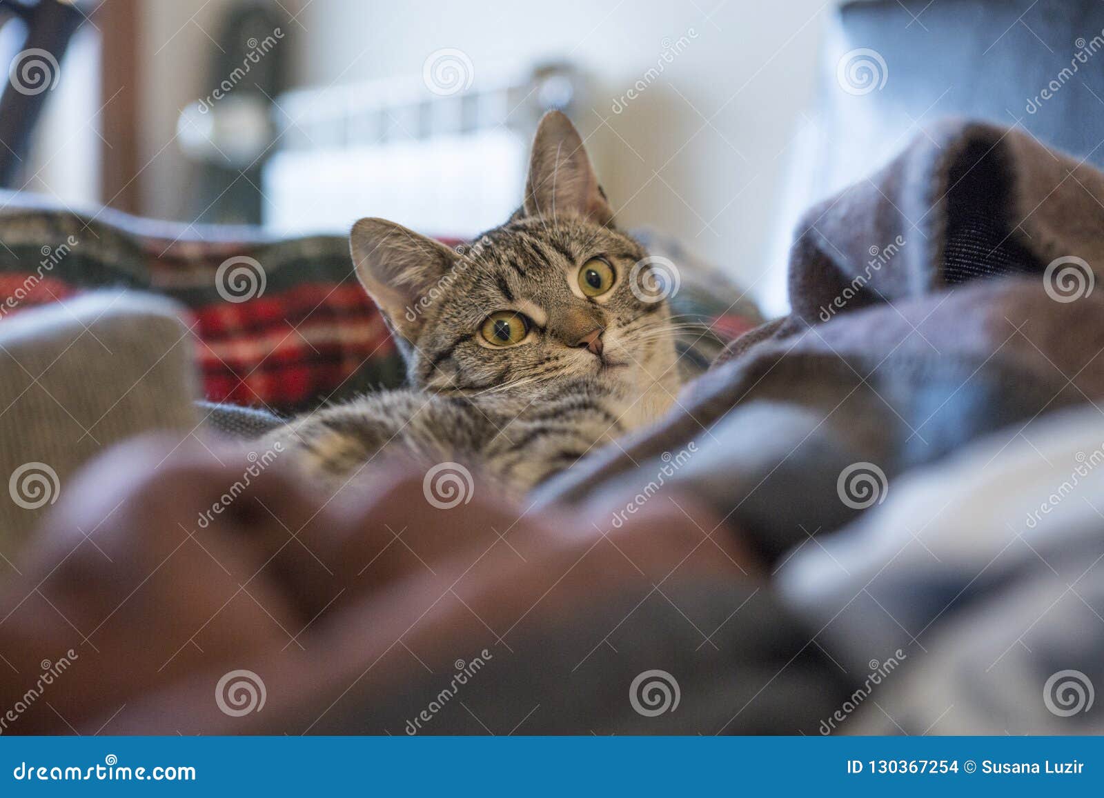 Funny Cat Looking To the Camera Stock Photo - Image of camera, cute ...
