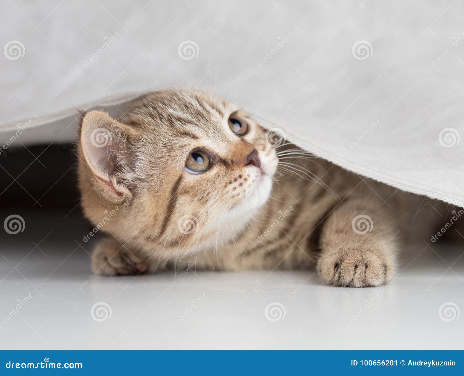 Funny Cat Looking Up from Under Curtain Stock Image - Image of scottish ...