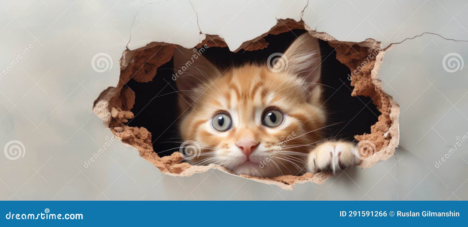 Funny Cat Looking through Wall Hole Stock Photo - Image of funny ...