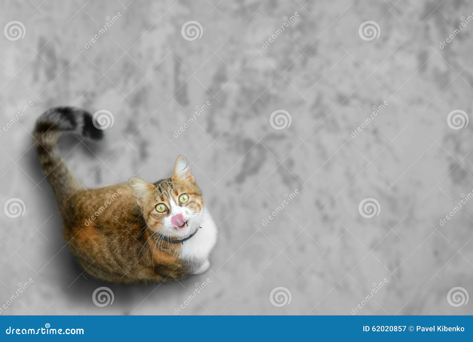 Funny cat looks for yummy stock image. Image of funny - 62020857