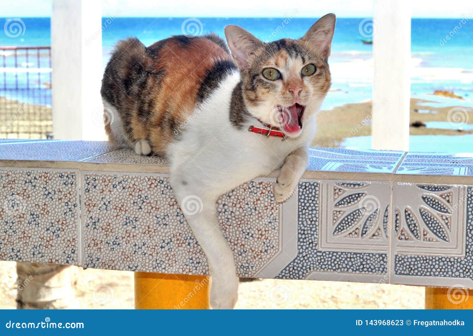 Funny Cat Lying on a Rail in the Background of the Sea Stock Image ...