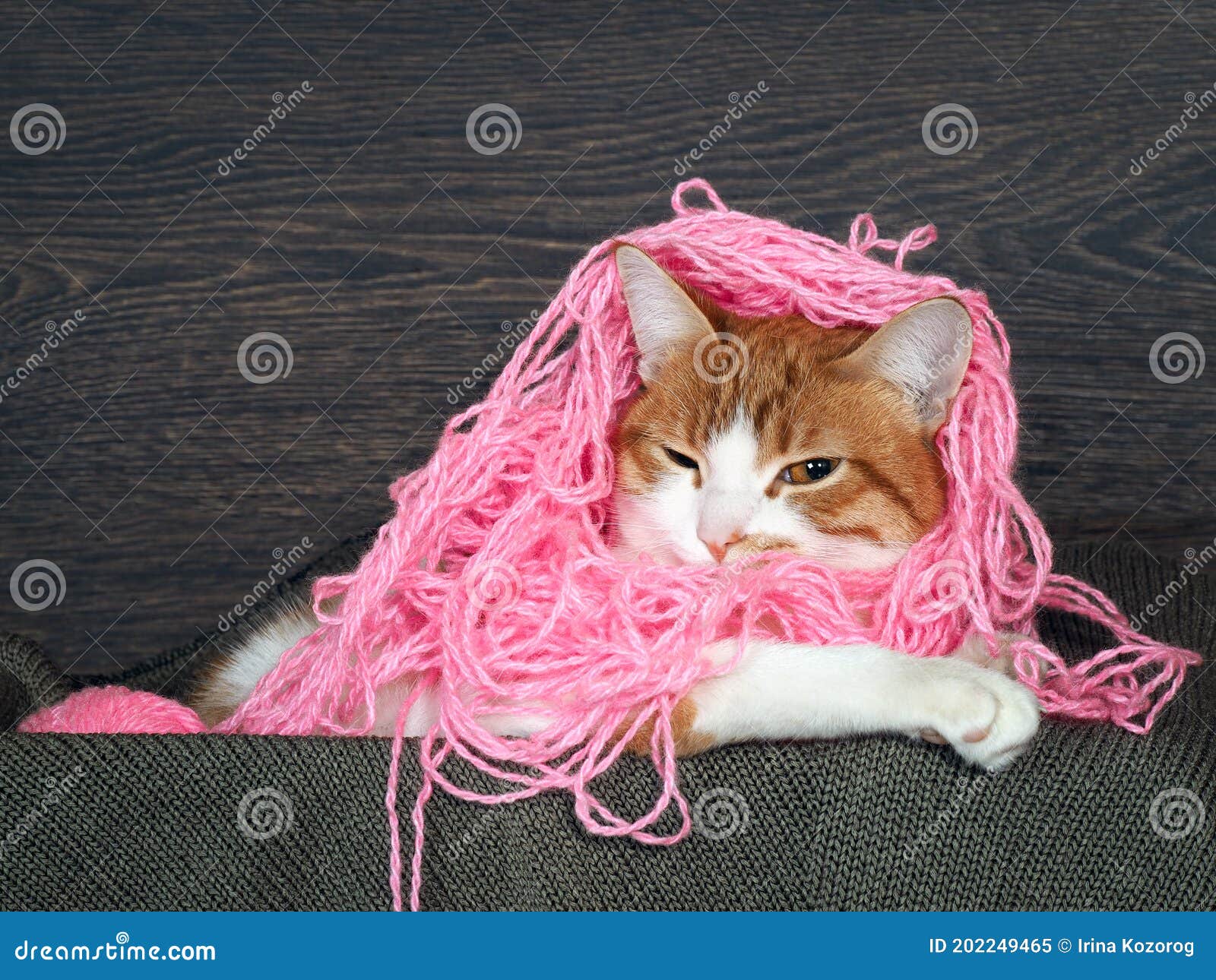 Funny Cat with Matted Pink Thread on the Head As Hair Stock Image ...