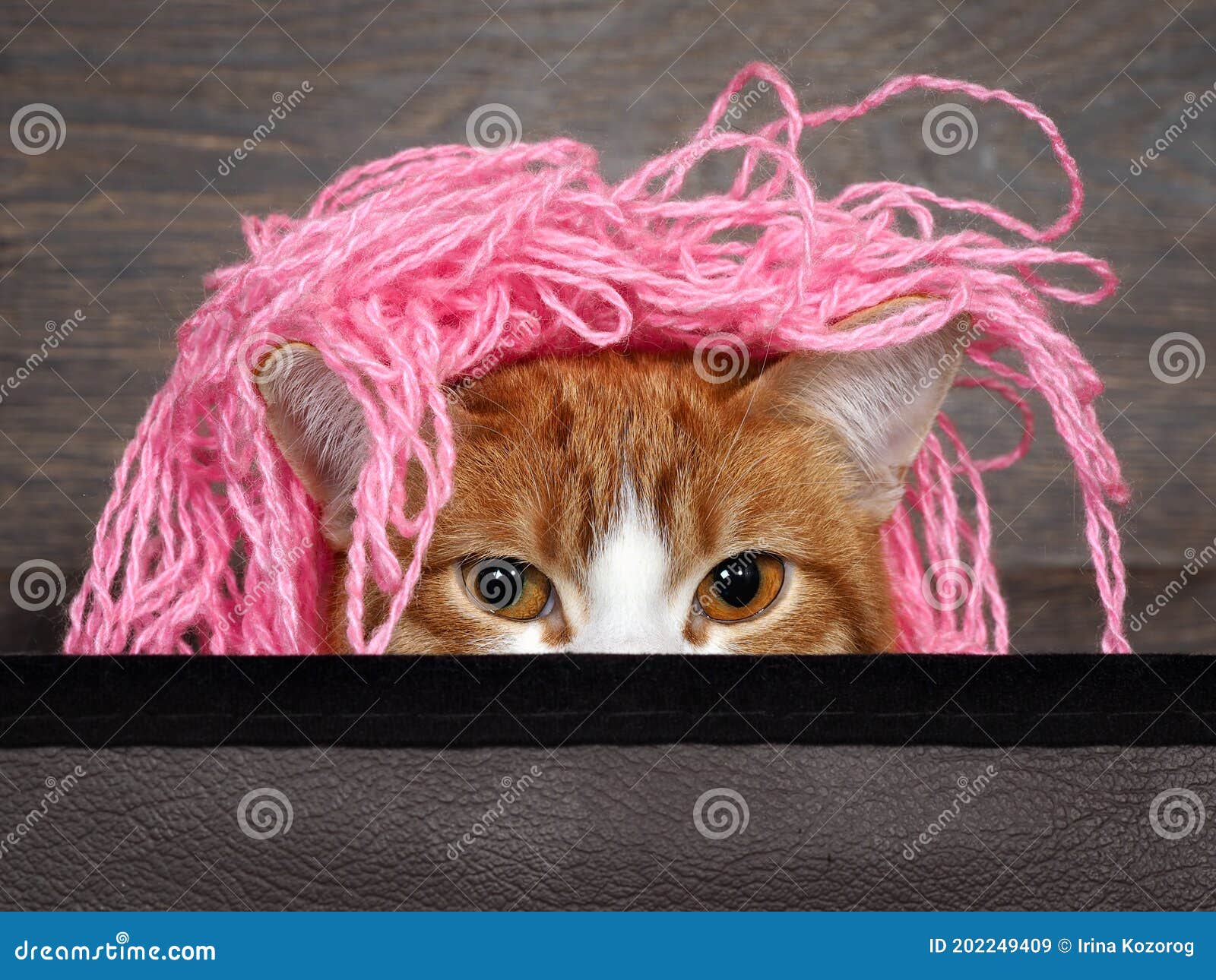 Funny Cat with Matted Pink Thread on the Head, As a Hairstyle. Cat ...