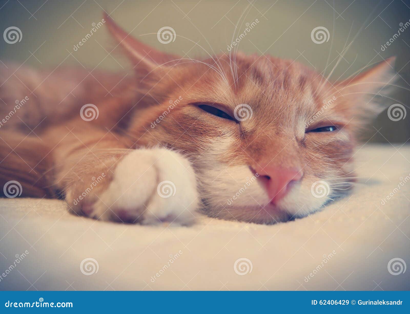 Funny cat muzzle stock image. Image of animals, beauty - 62406429
