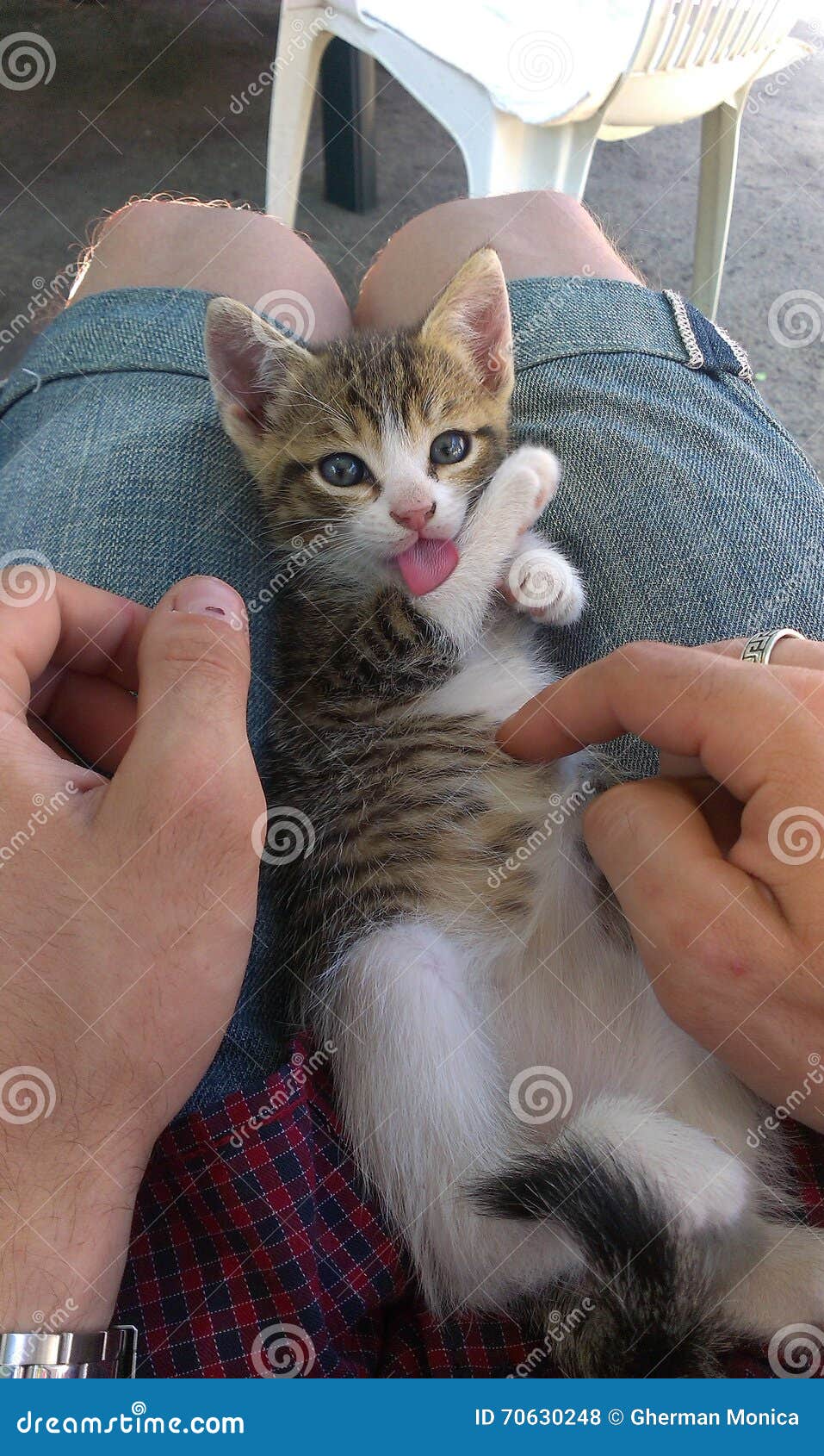 Funny cat stock photo. Image of cute, animal, cats, kitty - 70630248