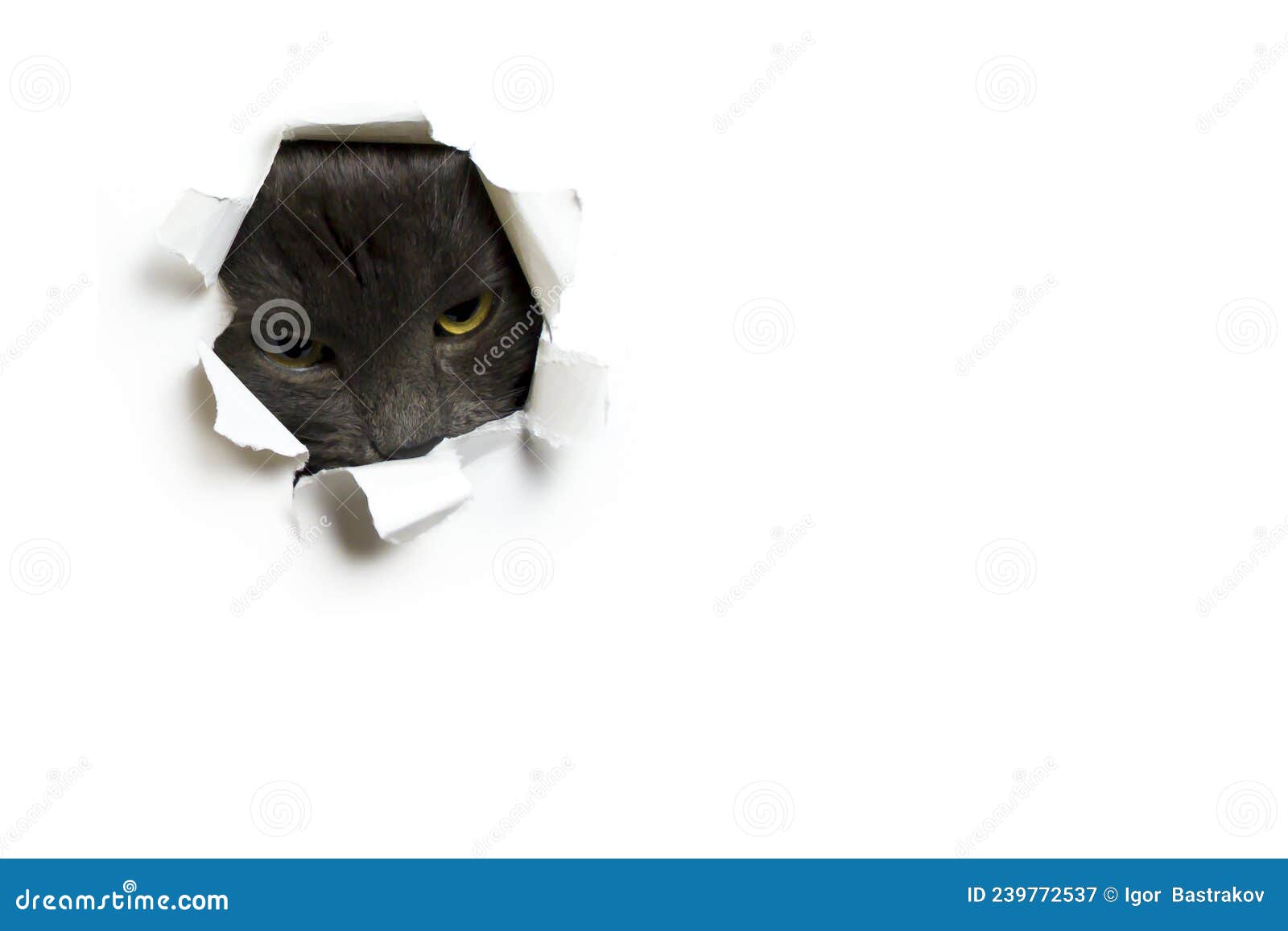 Funny Cat Peeking Out of Torn Paper Isolated on White Background Stock ...
