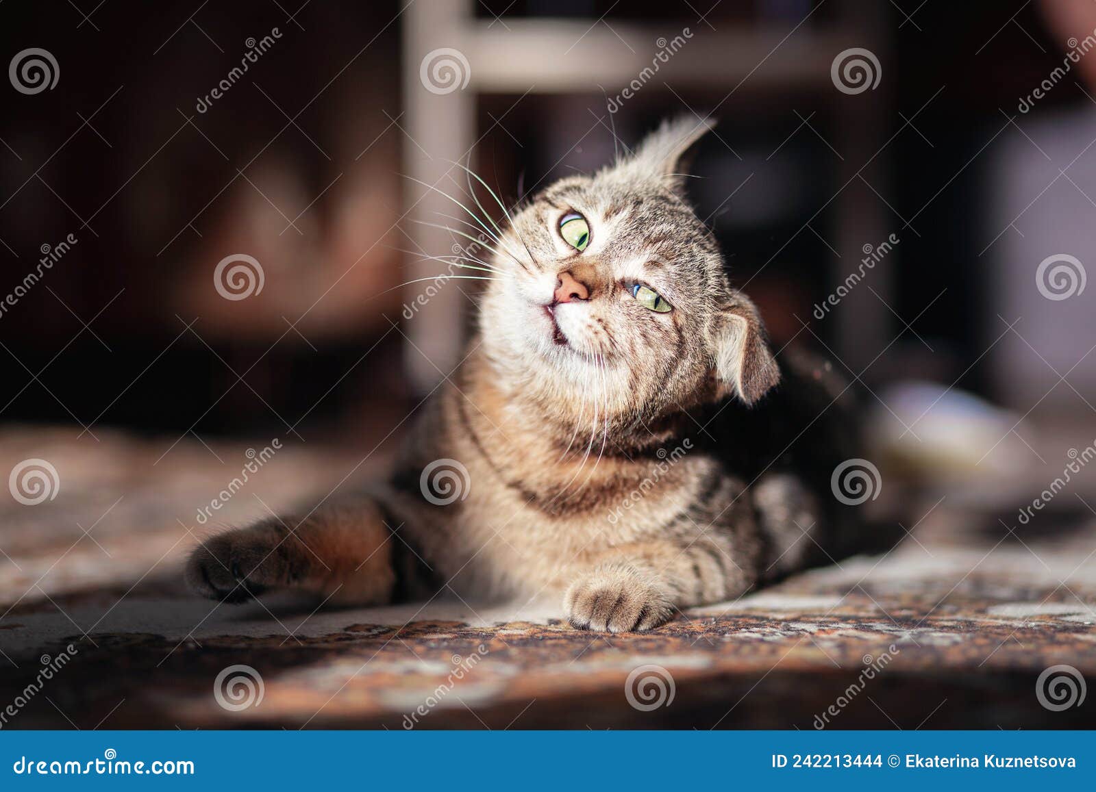 Funny Cat Photo. Funny Crazy Cat Psycho Stock Photo - Image of breed ...