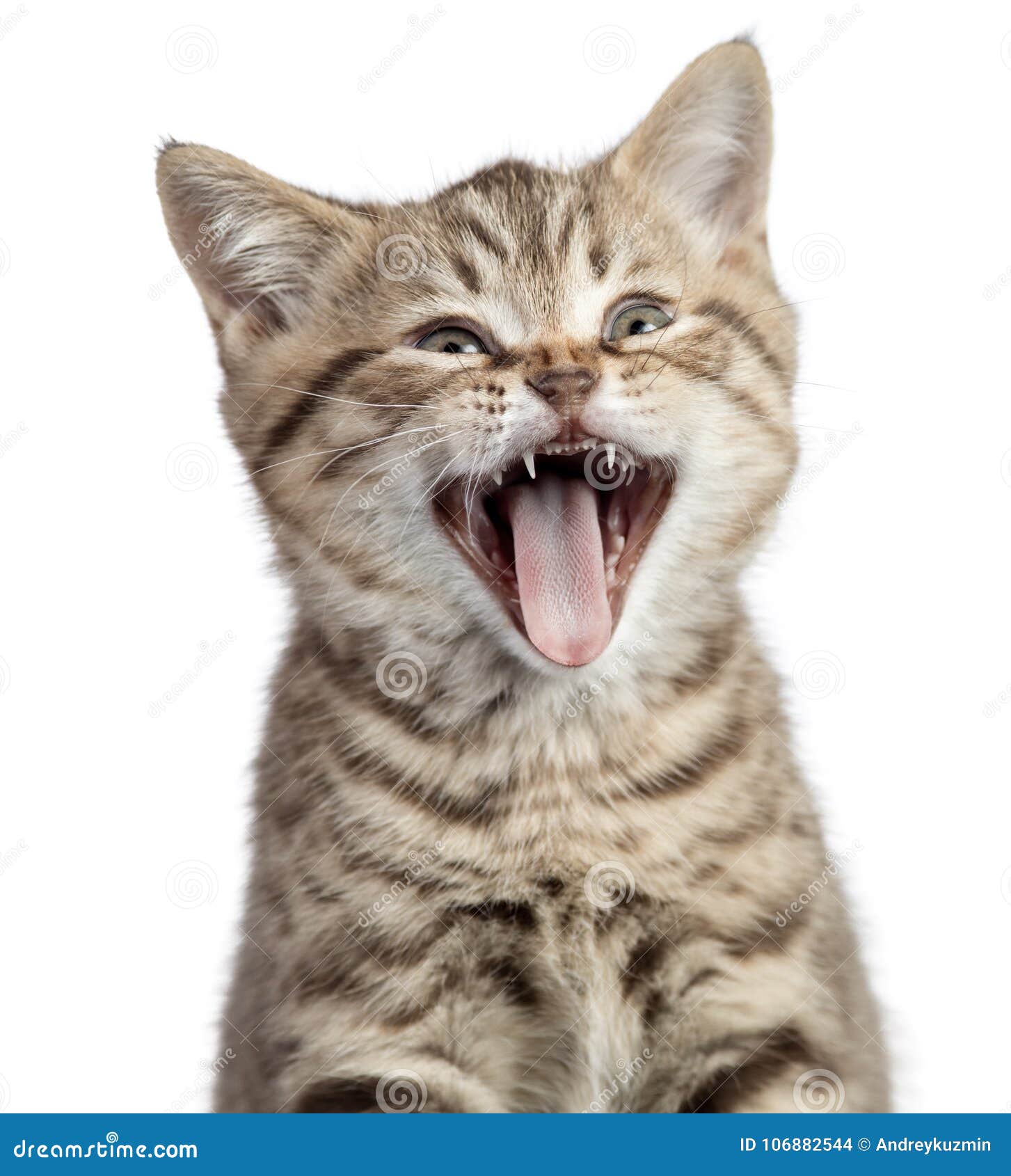 Funny Cat Portrait Yawning Isolated Stock Photo - Image of cute ...