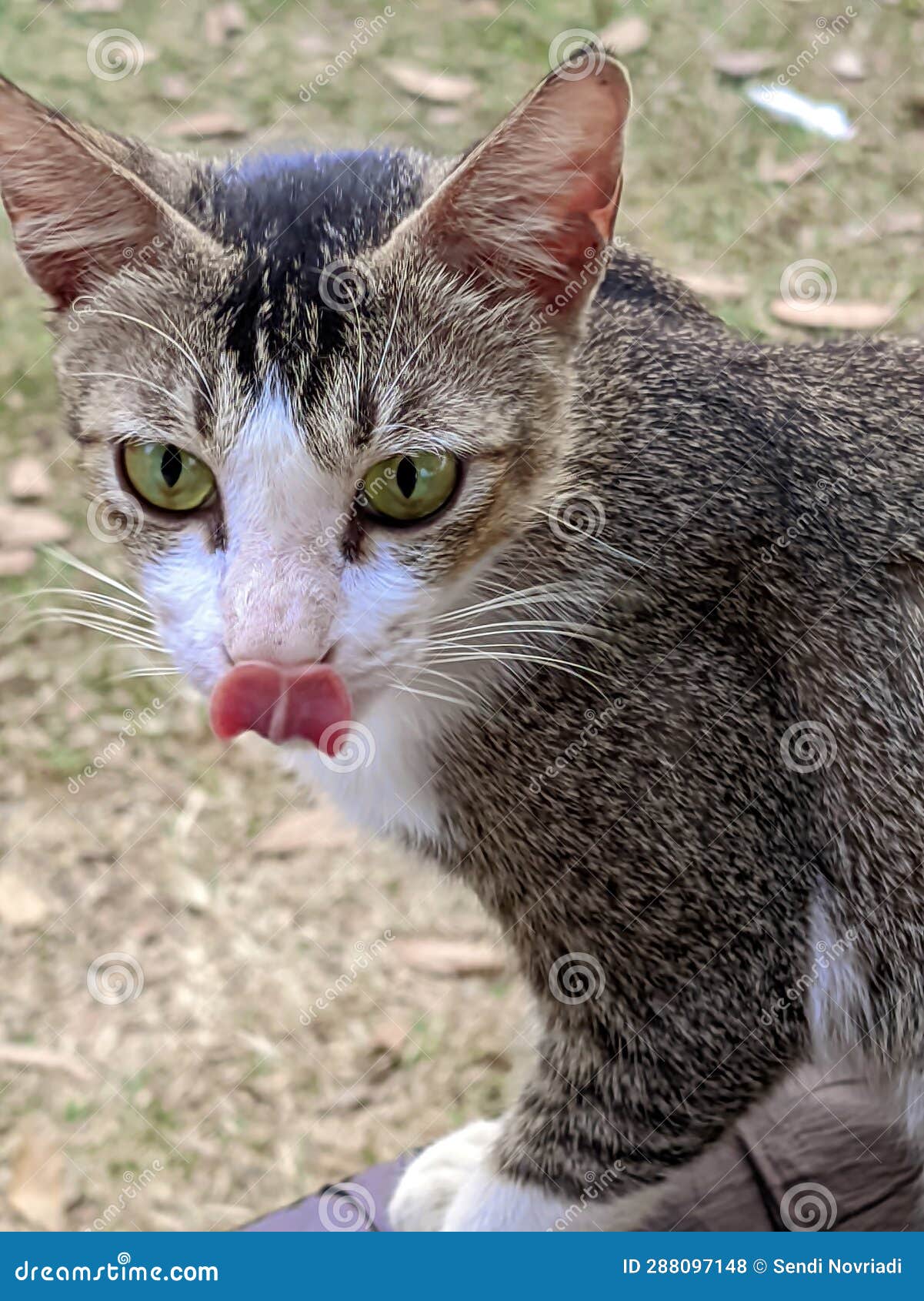 Funny cat poses - animals stock photo. Image of grass - 288097148