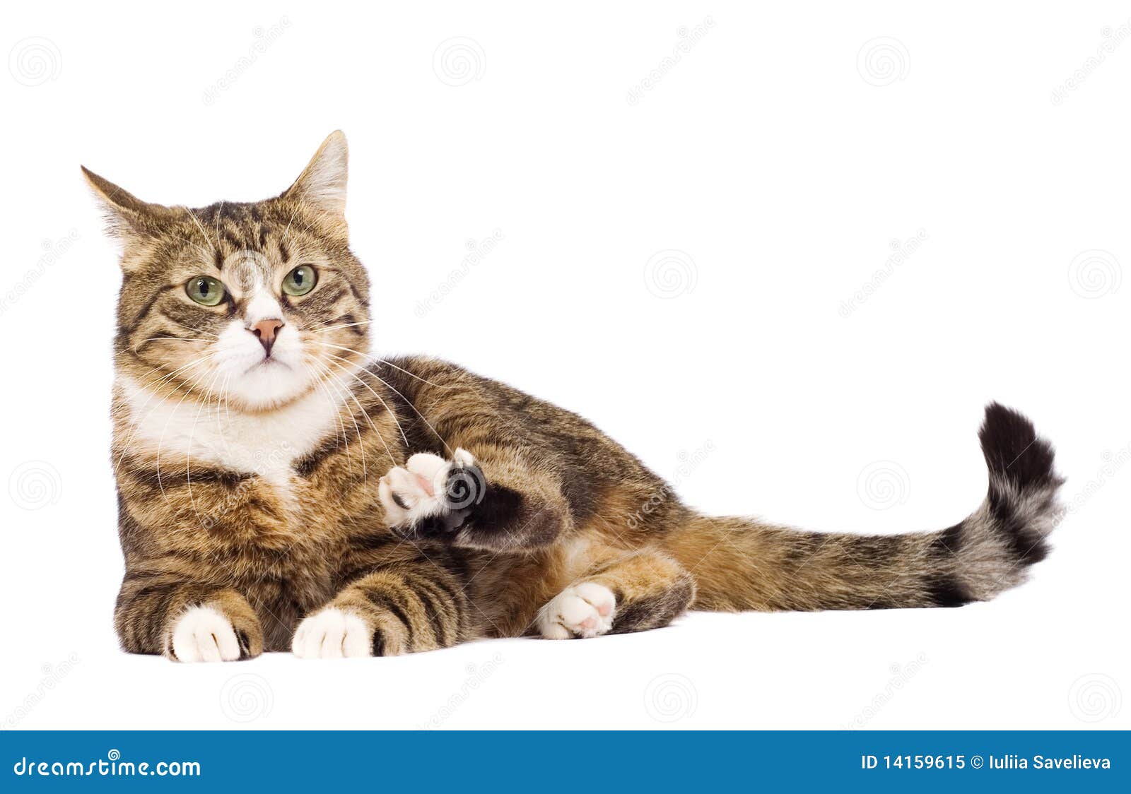 Funny Cat Raising Paw. Isolated on White Stock Image - Image of playing ...