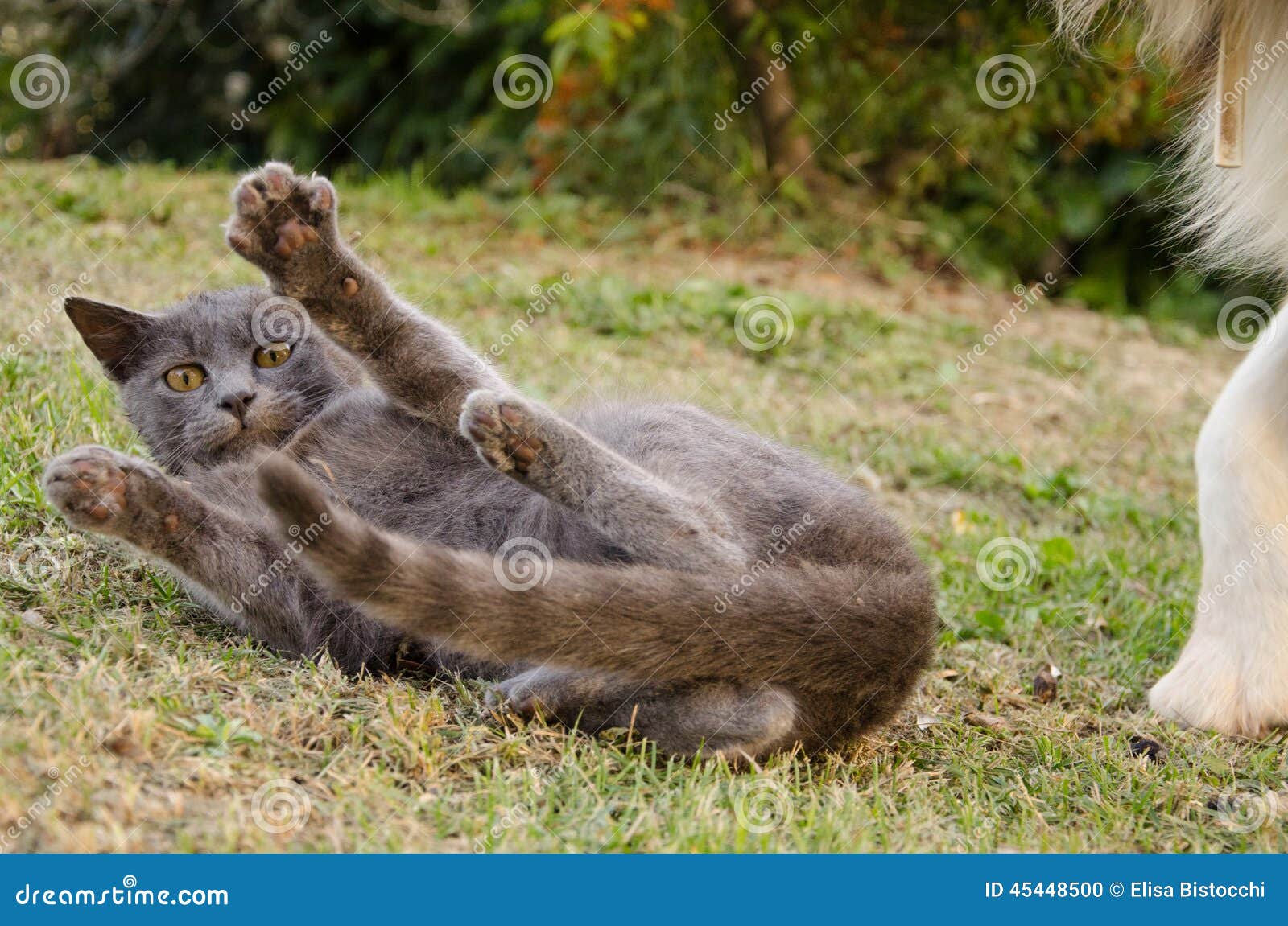 Funny cat roll over stock photo. Image of grin, fluffy - 45448500