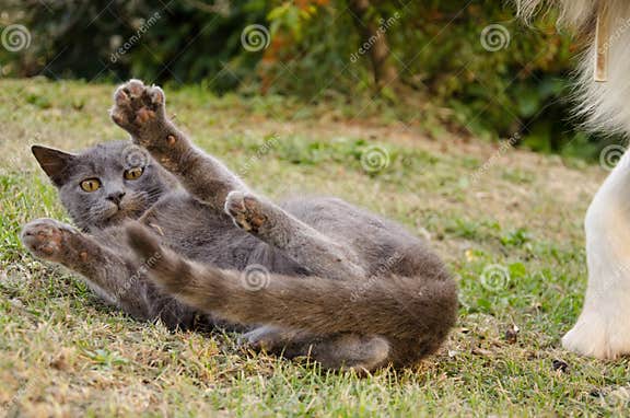 Funny cat roll over stock photo. Image of grin, fluffy - 45448500