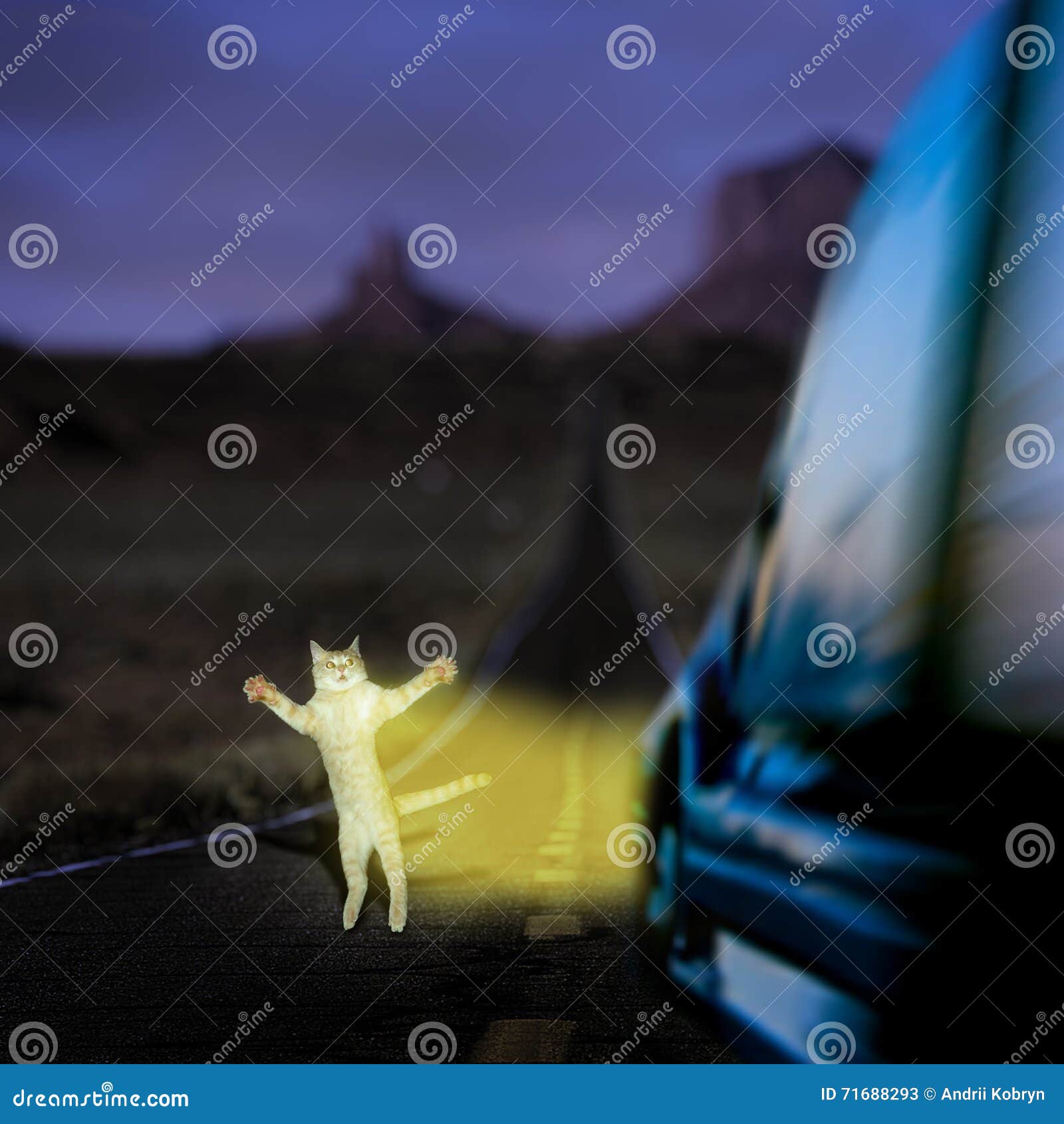 Funny Cat is Scared of Car Moving on the Night Road Stock Image - Image ...