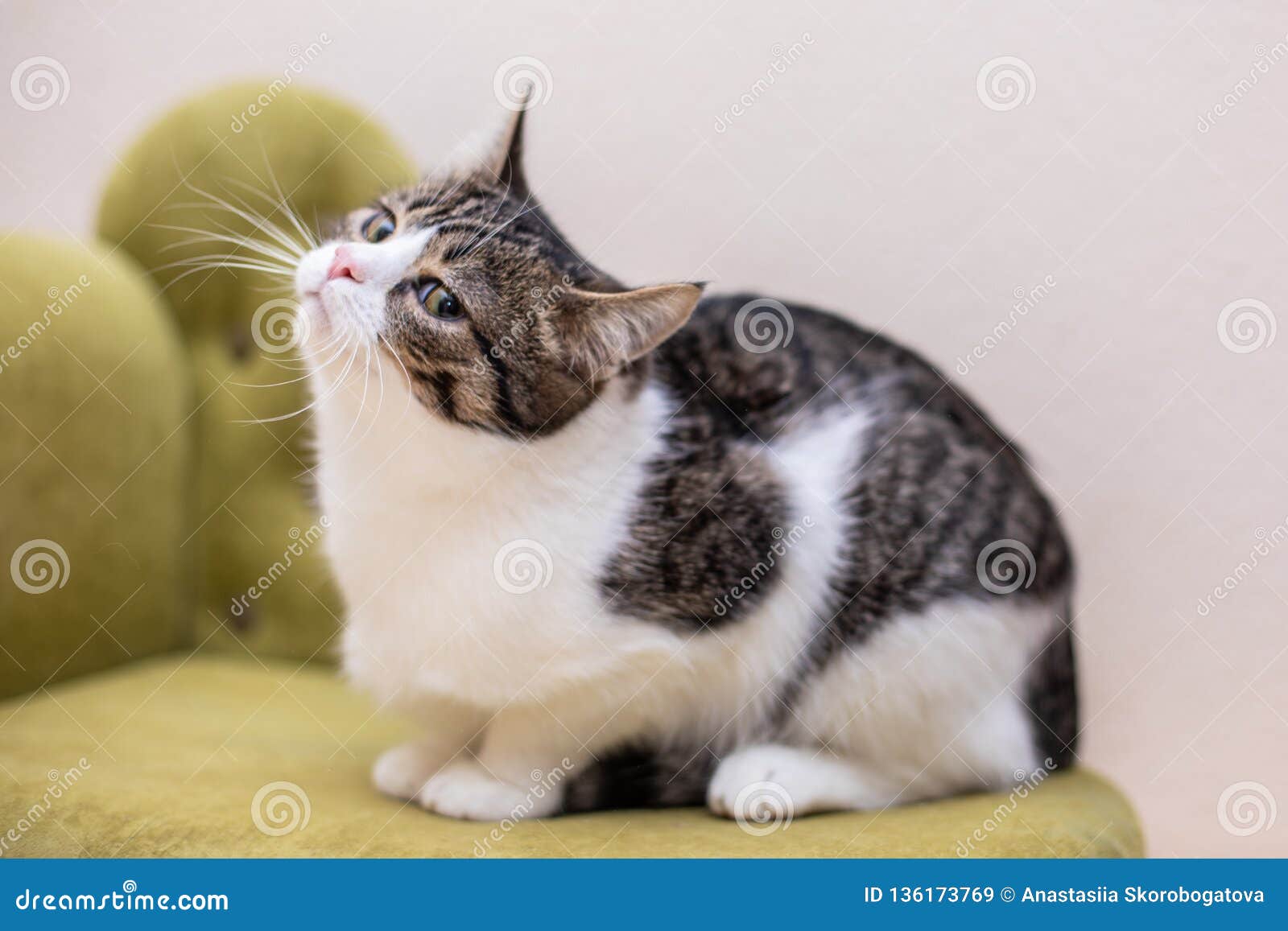 Funny Cat Sitting on a Green Sofa Stock Image - Image of mammal ...
