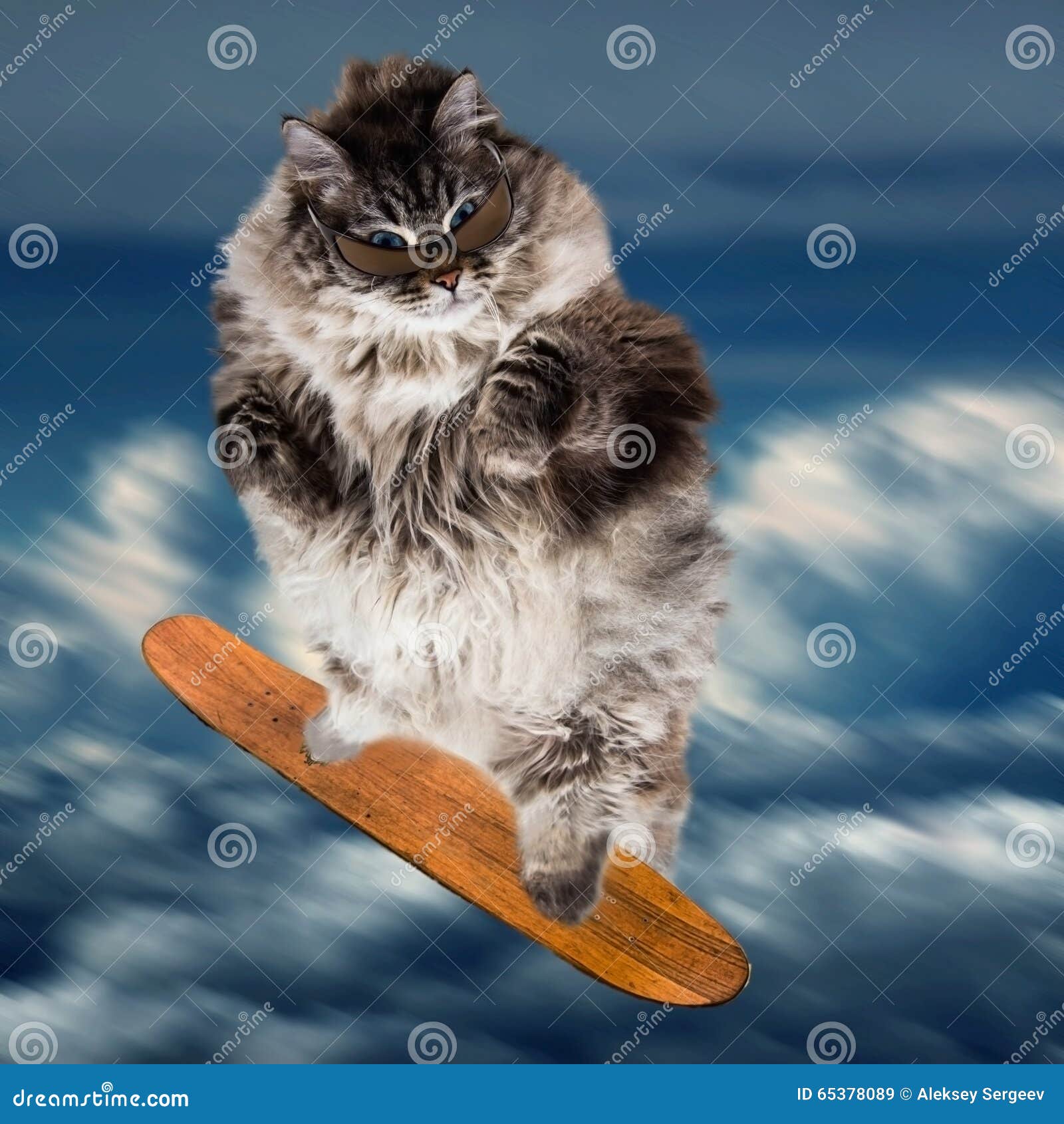 Funny Cat Skateboarding in the Sky Stock Image - Image of funny, sport ...