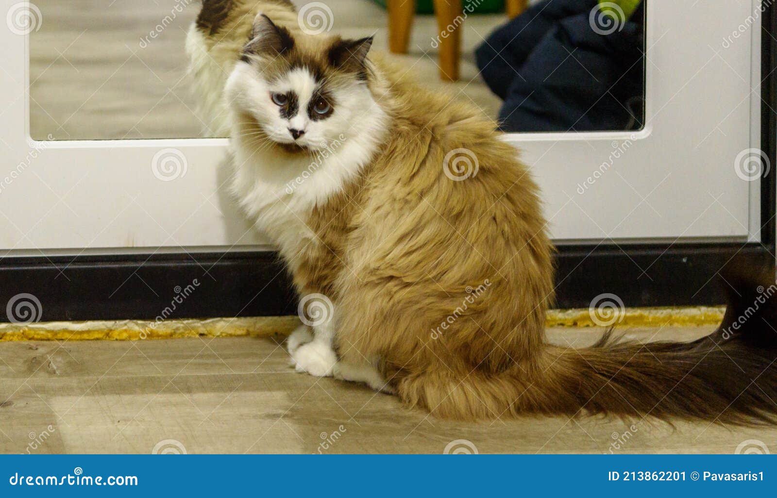 Funny Cat with a Slight Squint Sits at the Exit, Waiting To Go for a ...