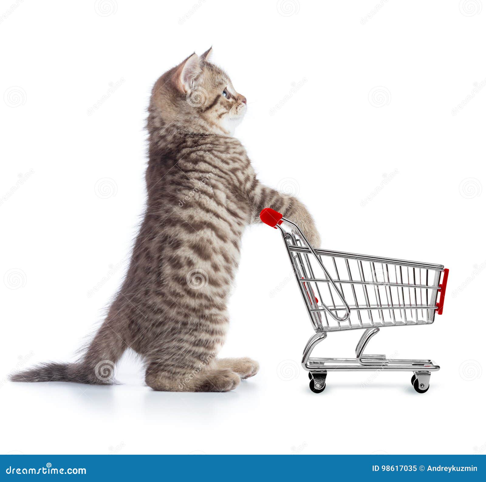 Funny Cat Standing with Shopping Cart Side View Stock Image - Image of ...