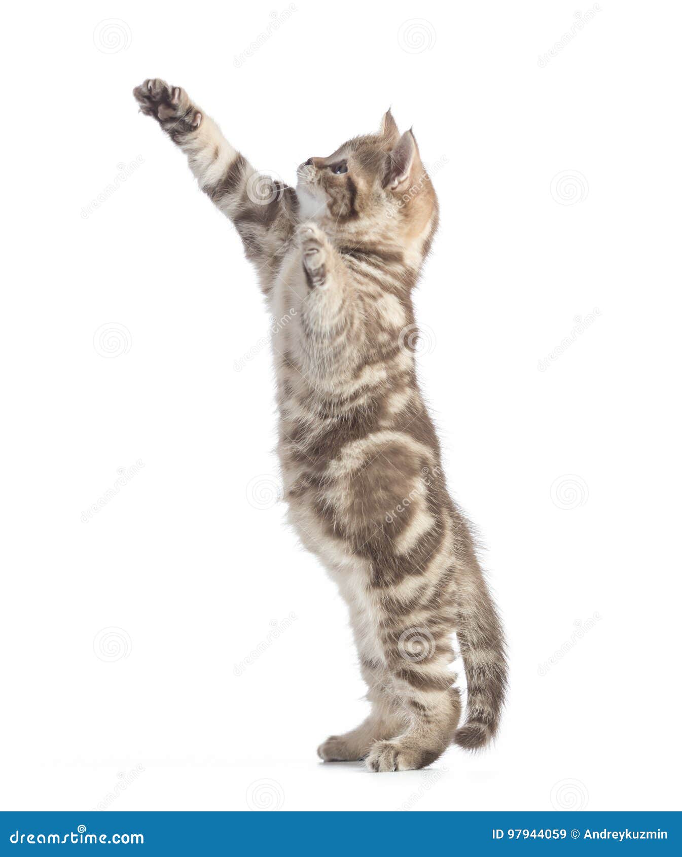 Funny Cat Standing Side View Isolated Stock Image - Image of beautiful ...