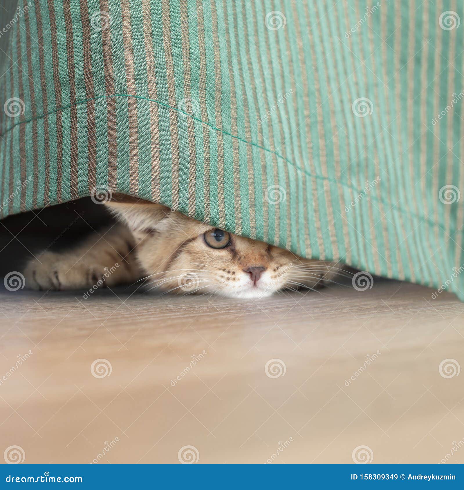 Funny Cat Stealing Behind Curtain Stock Image - Image of curtain ...