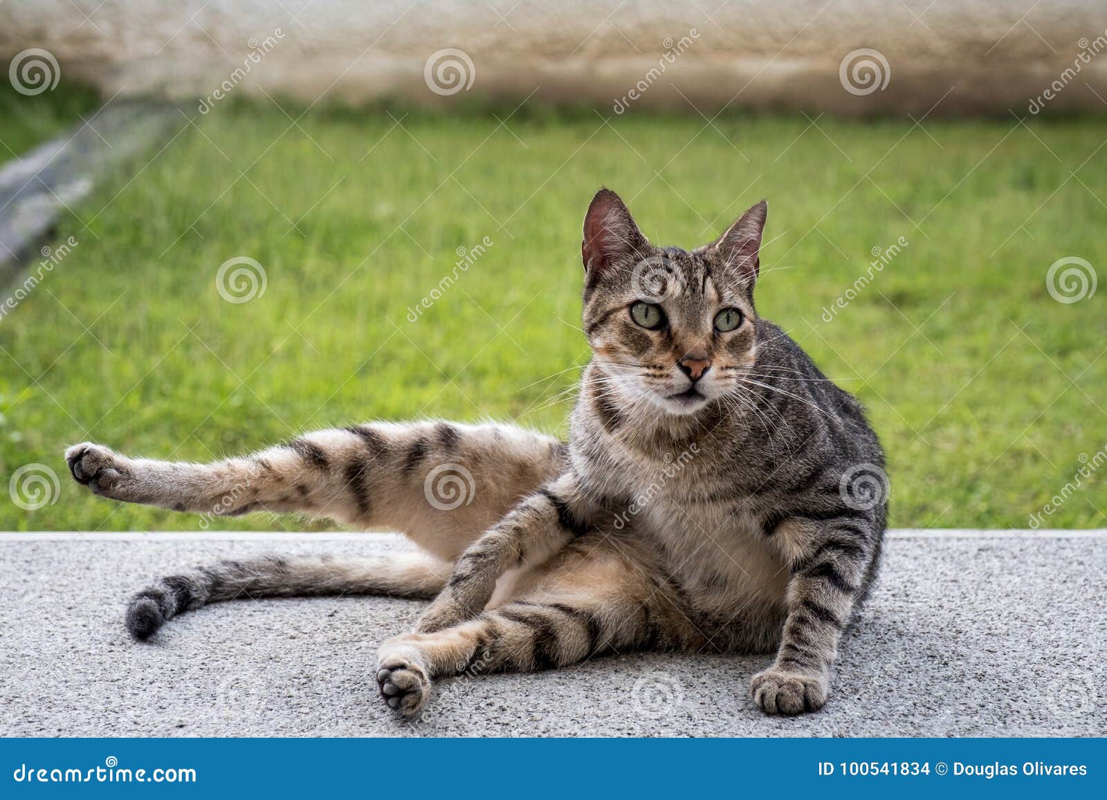 Funny cat striking a pose stock photo. Image of funny - 100541834